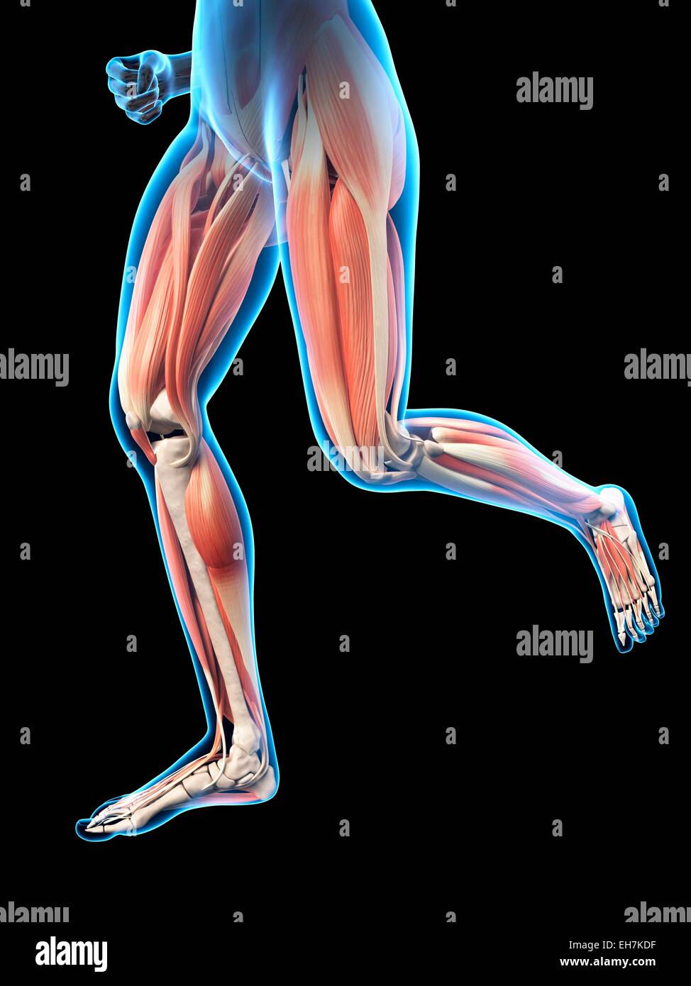 Human leg muscles, illustration Stock Photo - Alamy