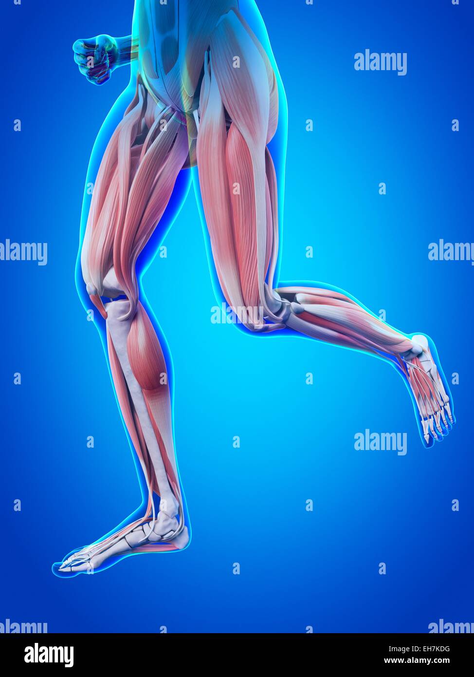 Human leg muscles, illustration Stock Photo - Alamy