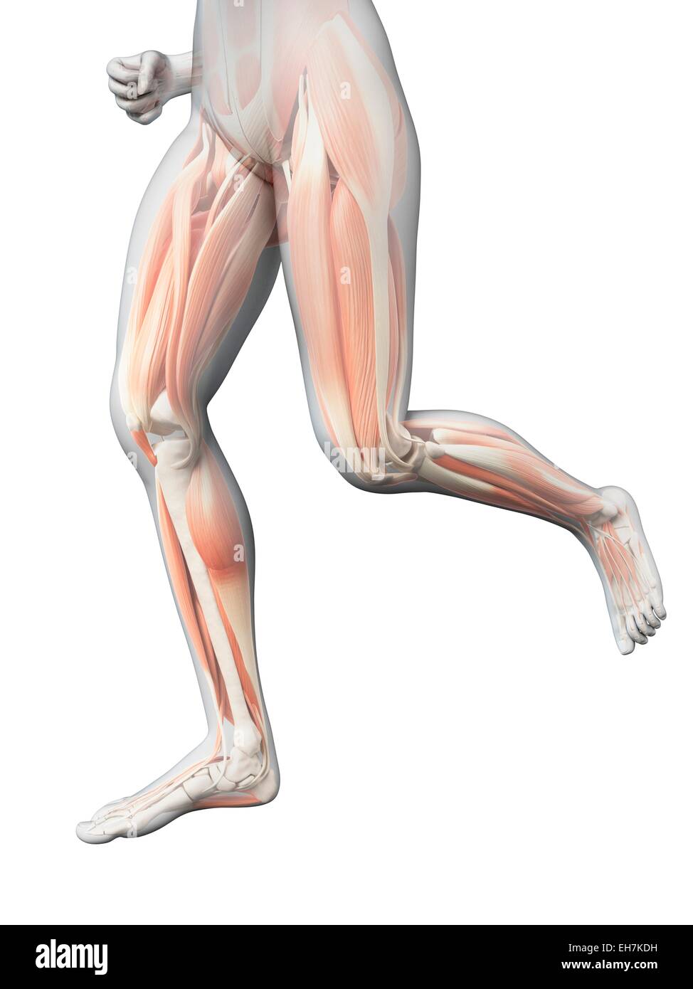 Human leg muscles, illustration Stock Photo - Alamy