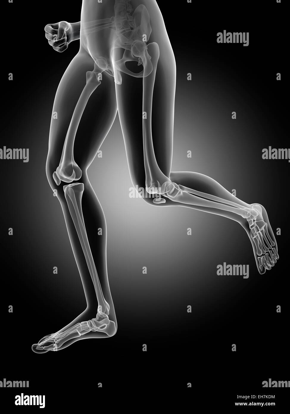 Human leg bones, illustration Stock Photo - Alamy