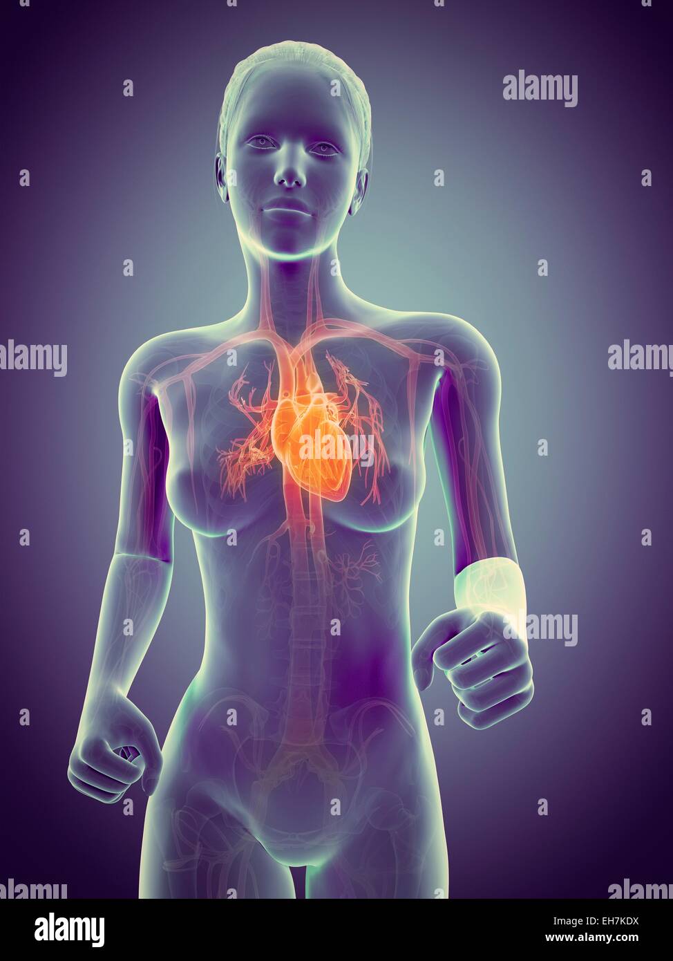 Female anatomy artwork heart hi-res stock photography and images - Alamy