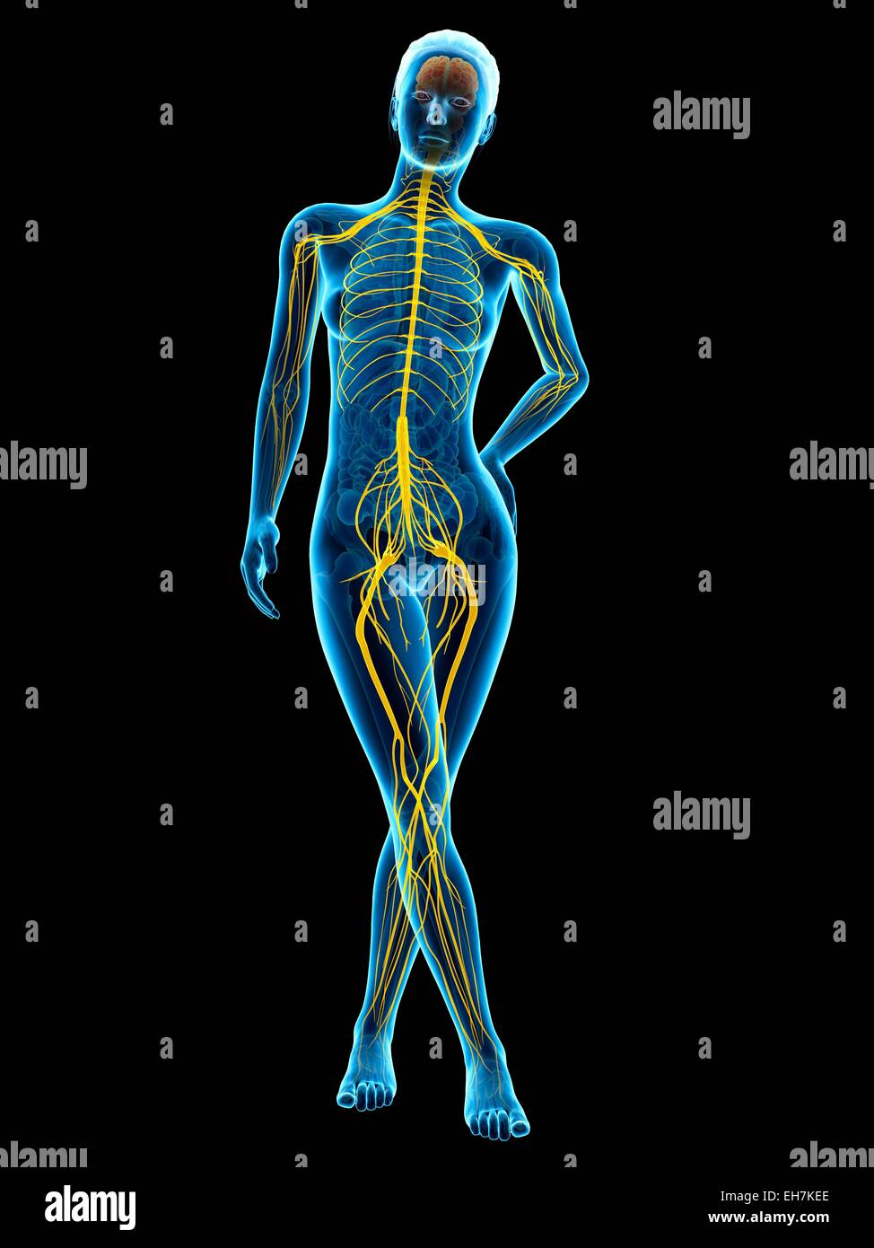 Human nervous system, illustration Stock Photo - Alamy