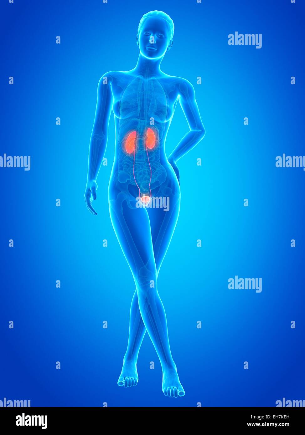 Human urinary system, illustration Stock Photo - Alamy