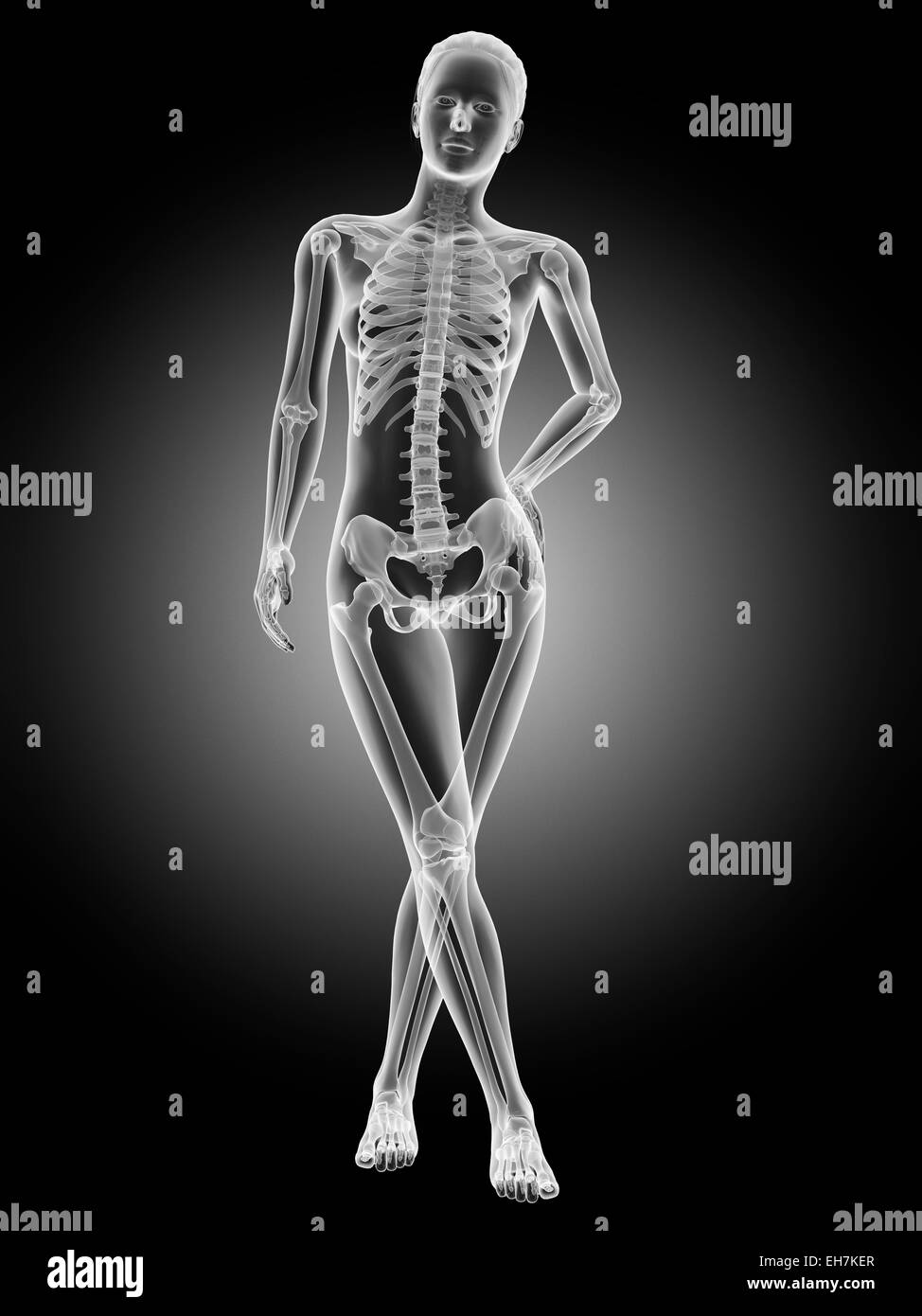 Human Skeletal System Black and White Stock Photos & Images - Alamy