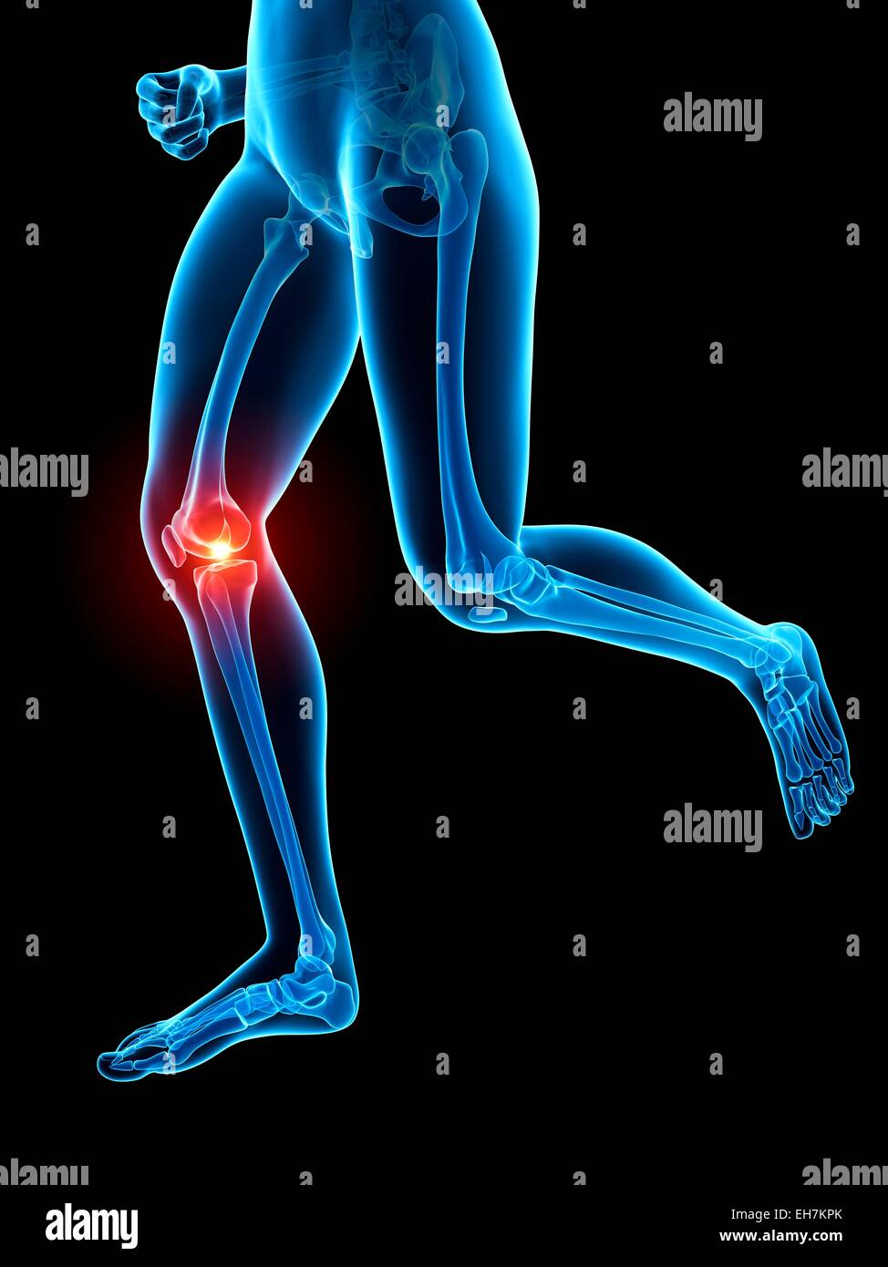 Human knee joint, illustration Stock Photo - Alamy