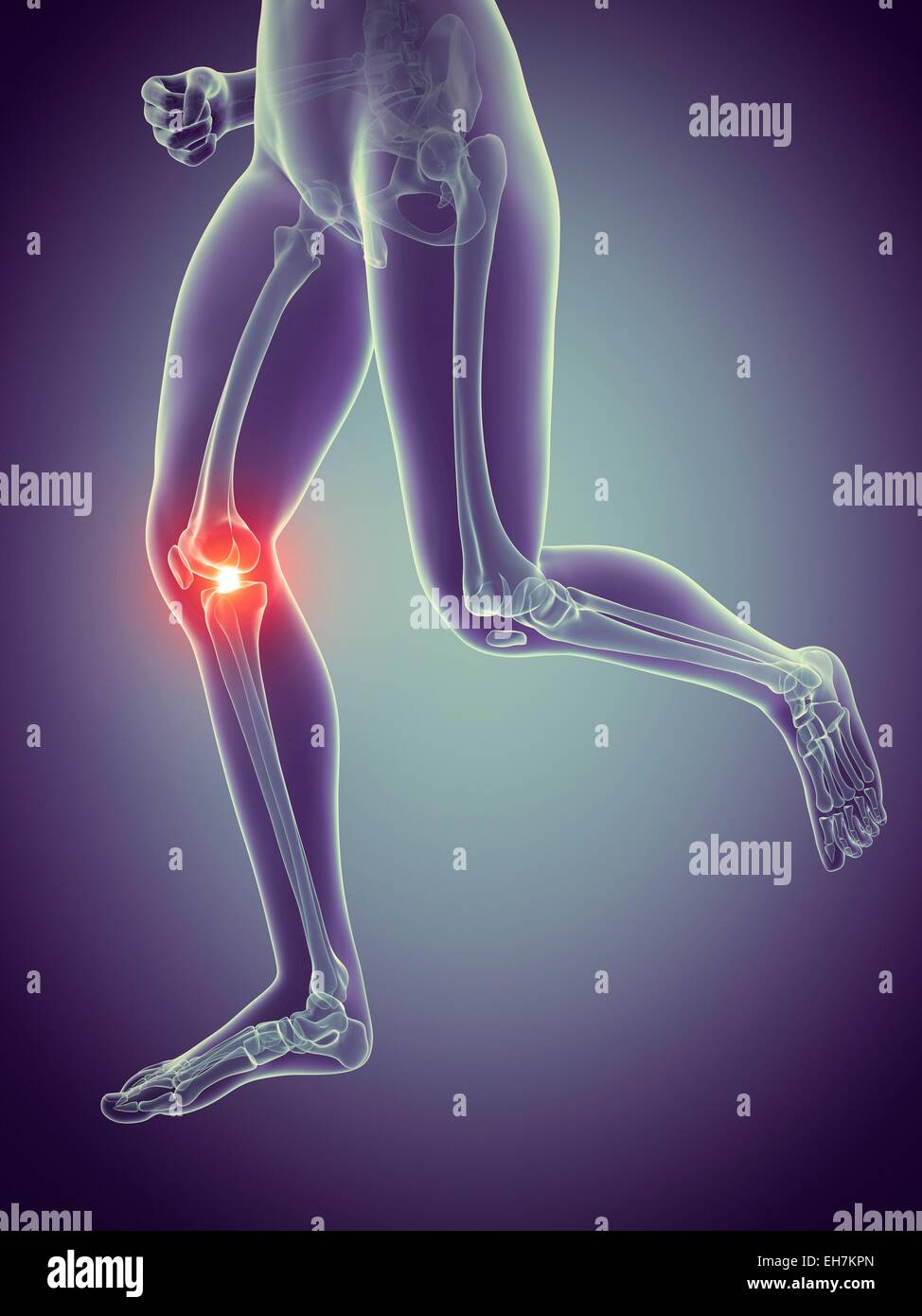 Human knee joint, illustration Stock Photo - Alamy
