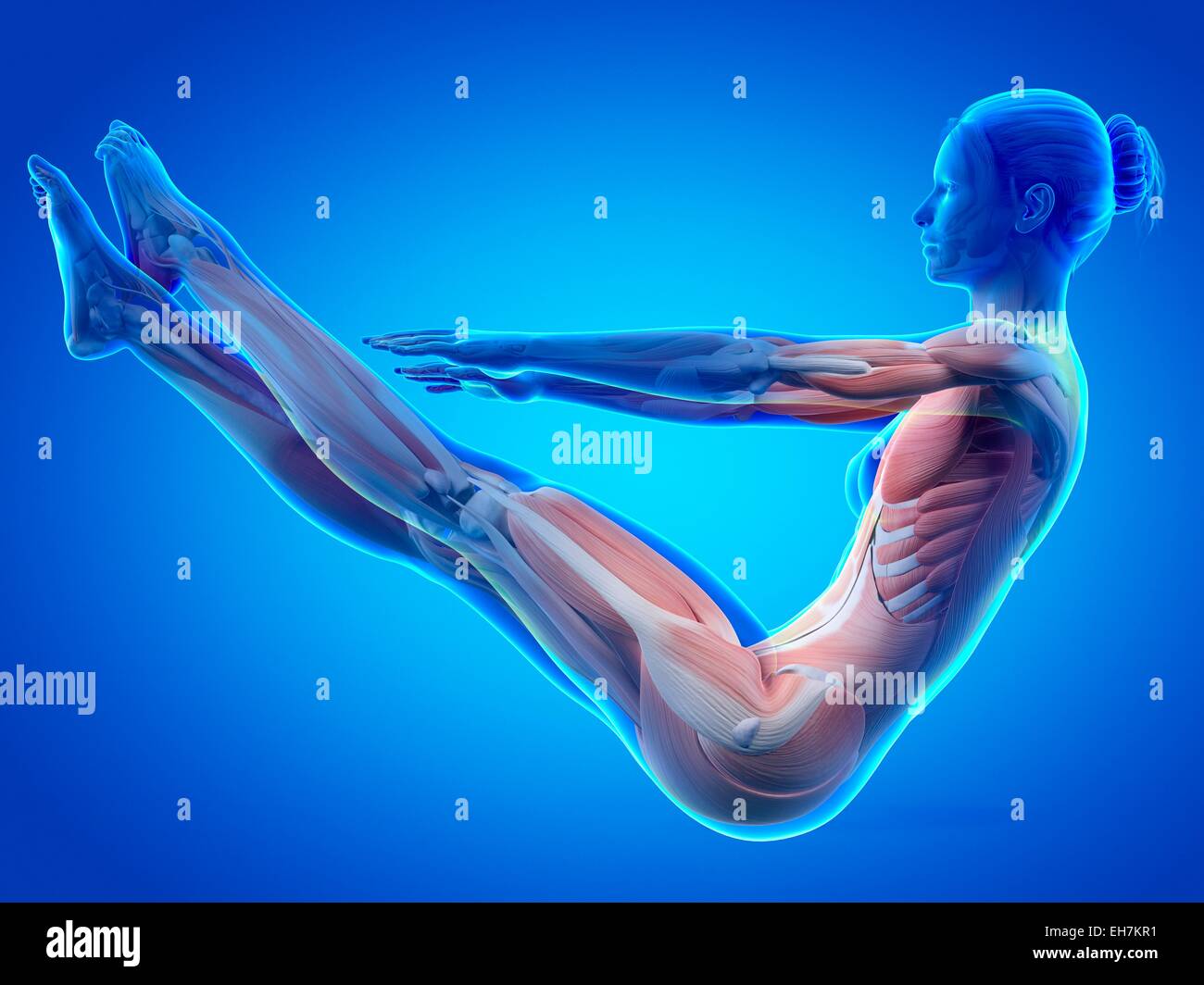 Human muscular system, illustration Stock Photo - Alamy