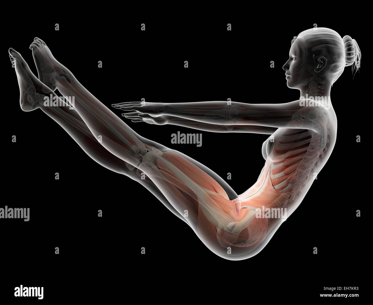 Musculoskeletal System High Resolution Stock Photography and Images - Alamy