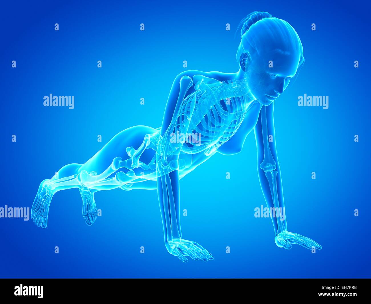 Human skeletal system, illustration Stock Photo - Alamy