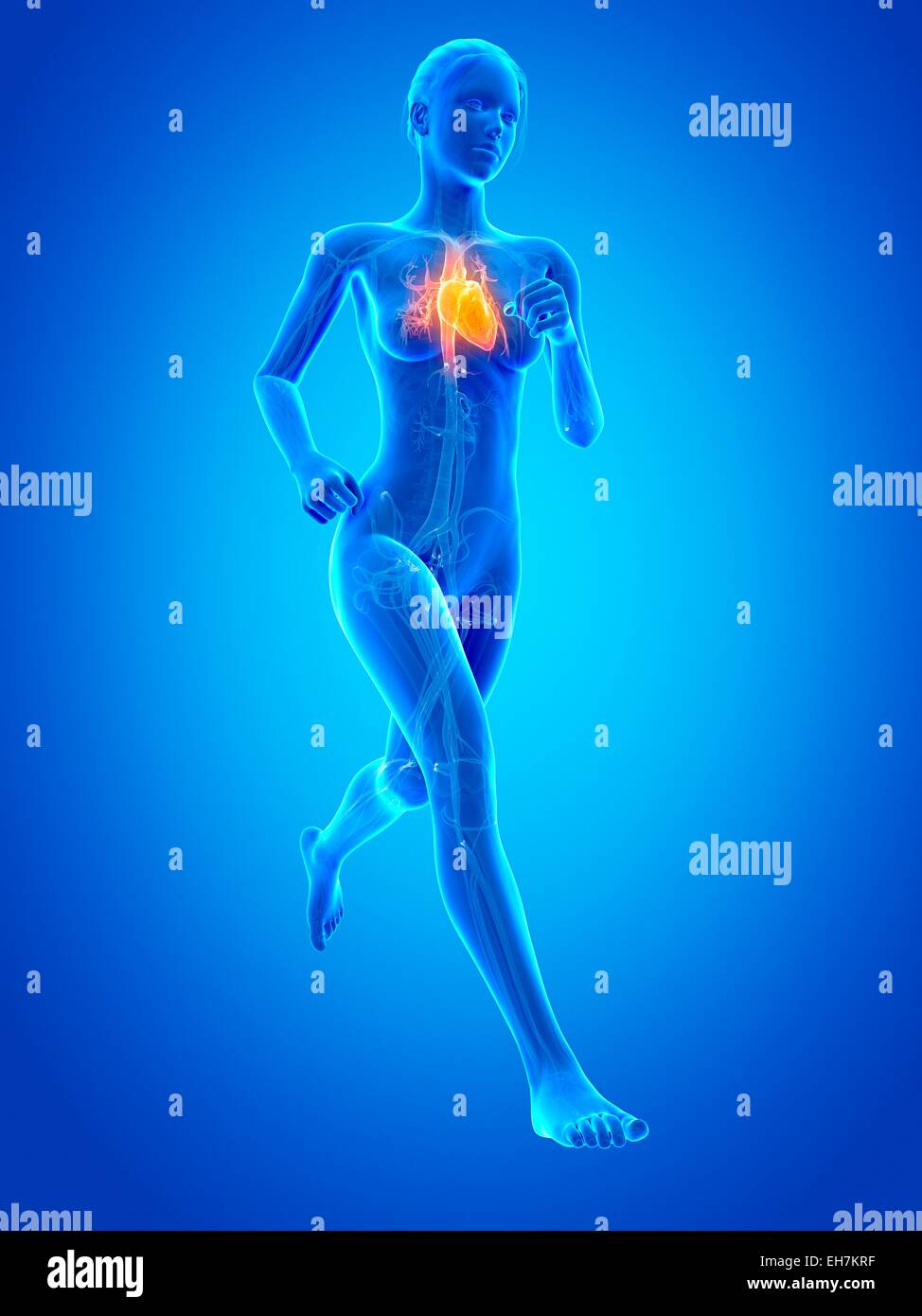 Heart runner illustration hi-res stock photography and images - Alamy