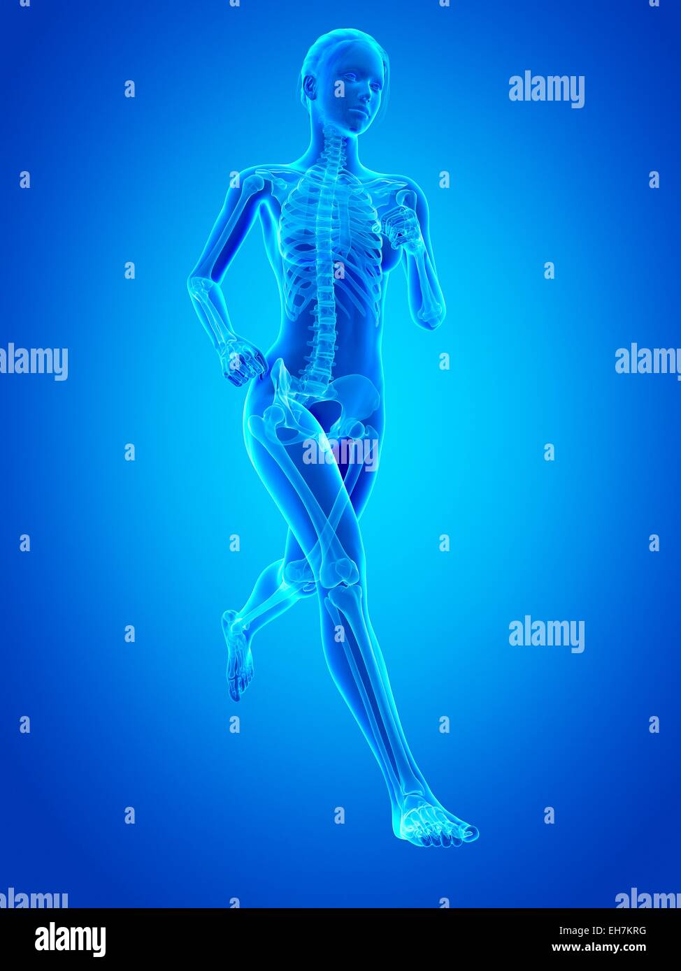 Skeletal system of a runner, illustration Stock Photo - Alamy