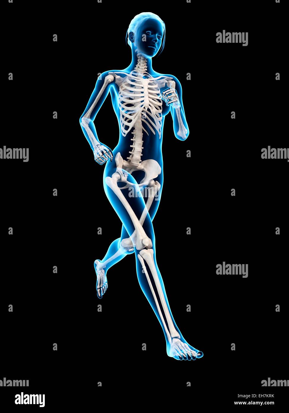 Skeletal system of a runner hi-res stock photography and images - Alamy