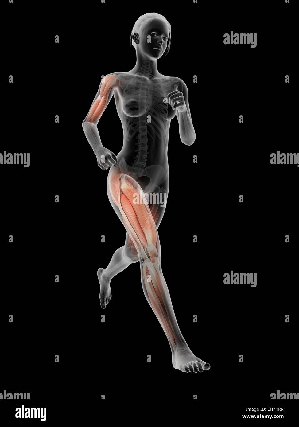 Muscular system of a runner, illustration Stock Photo - Alamy