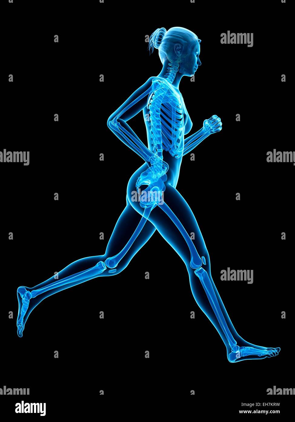 Skeletal system of a runner, illustration Stock Photo - Alamy
