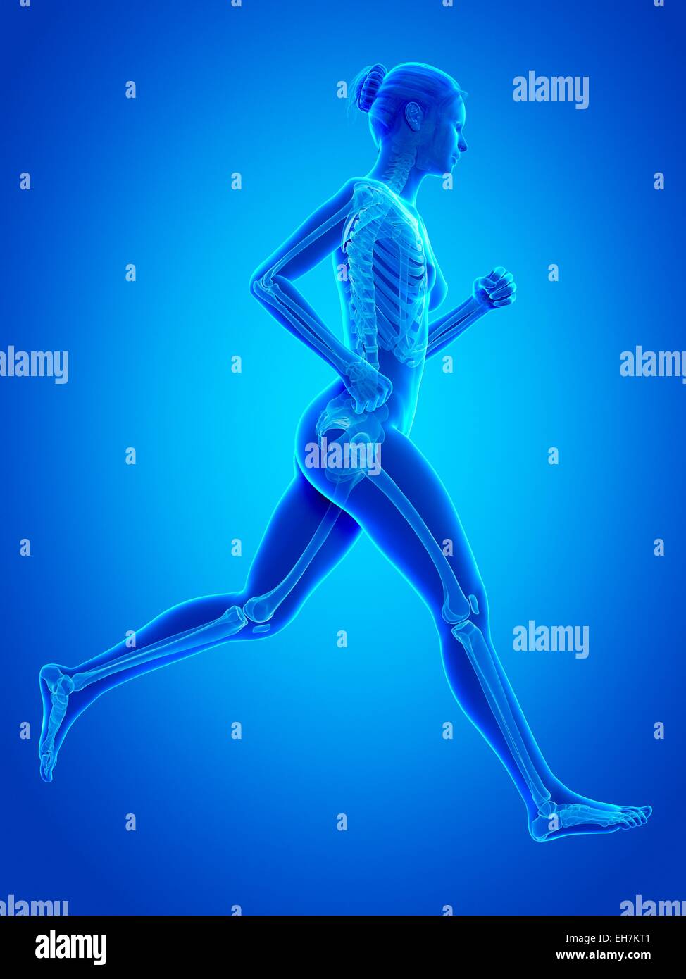 Skeletal system of a runner, illustration Stock Photo - Alamy