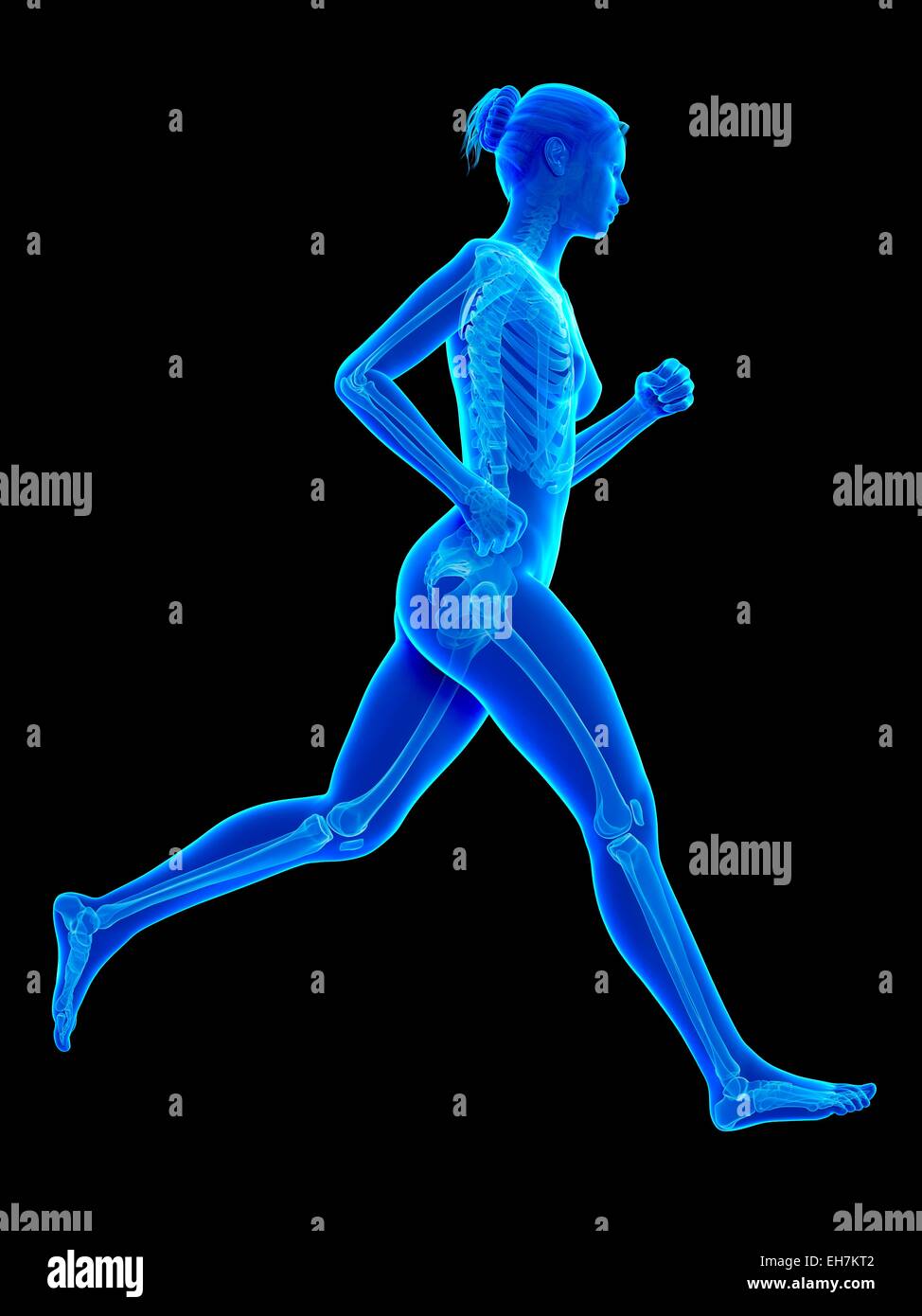 Skeletal system of a runner hi-res stock photography and images - Alamy