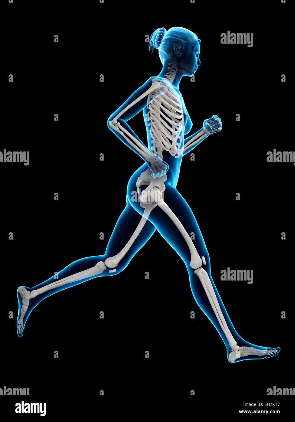 Skeletal system of a runner, illustration Stock Photo - Alamy