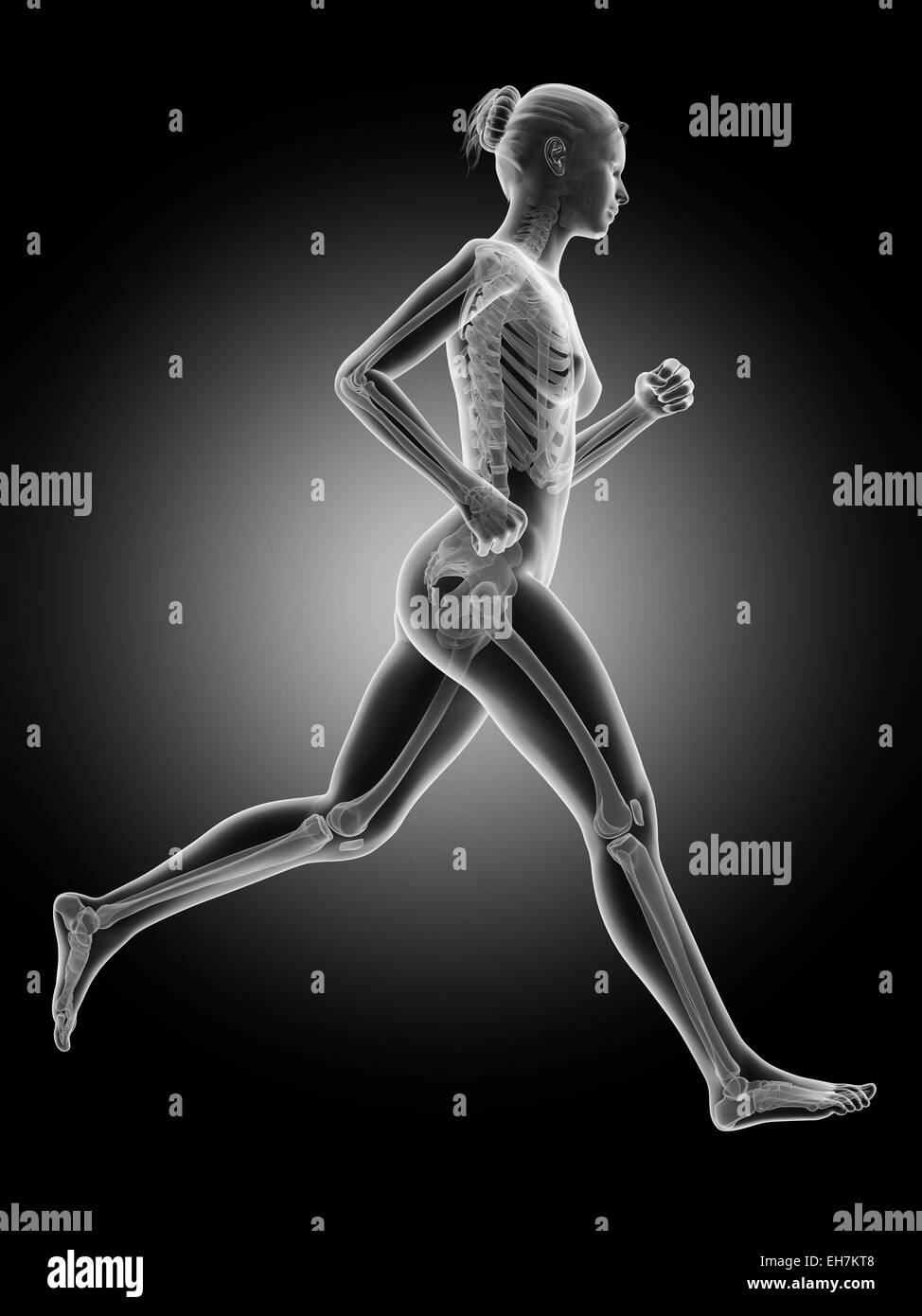 Skeletal system of a runner, illustration Stock Photo - Alamy
