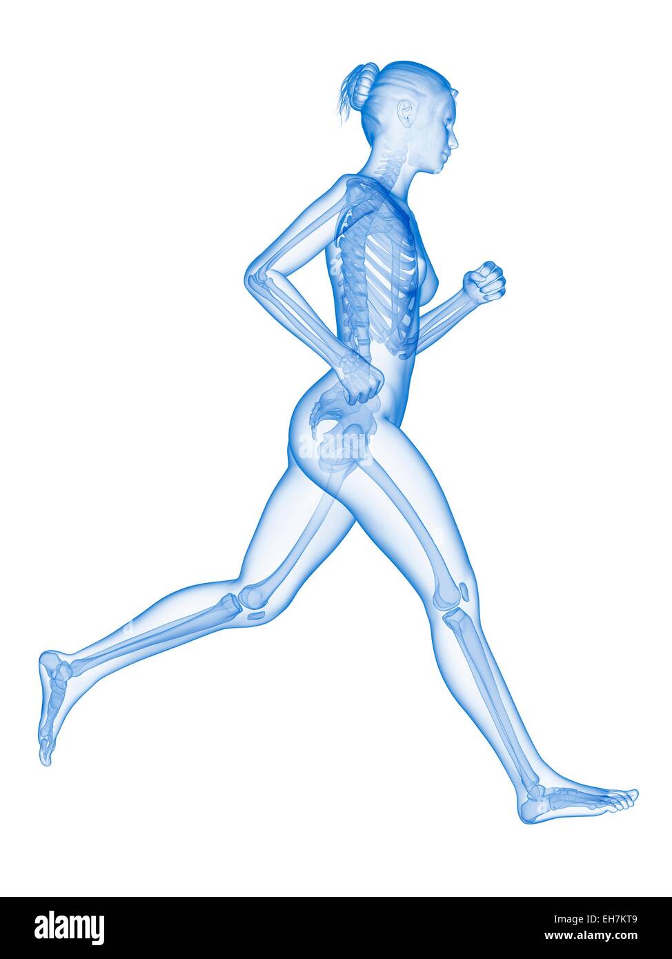 Skeletal system of a runner hi-res stock photography and images - Alamy