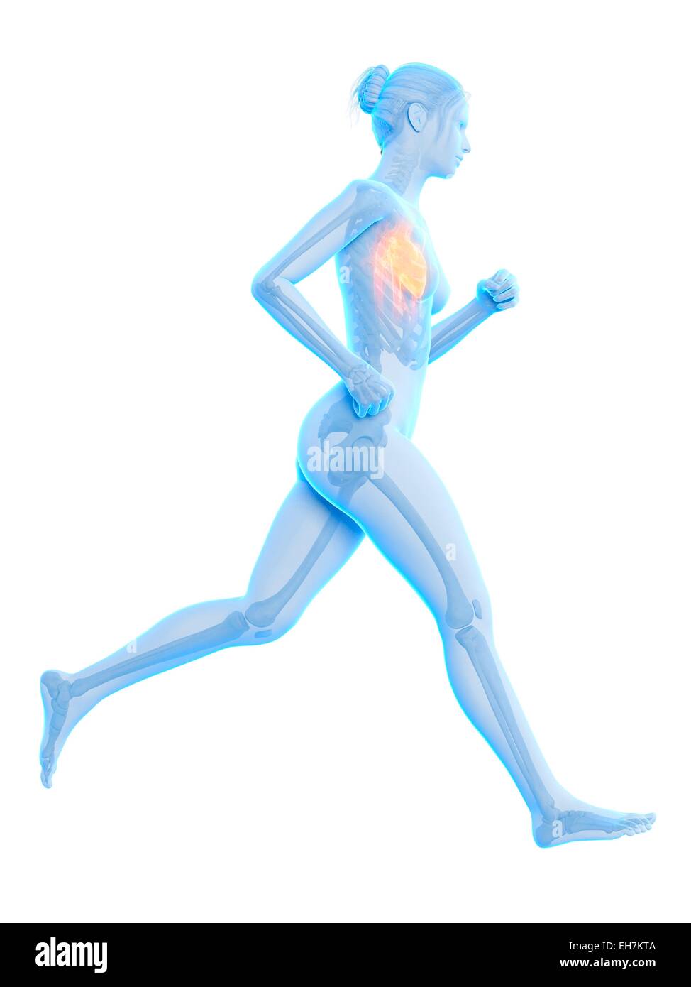 Heart of a runner, illustration Stock Photo - Alamy