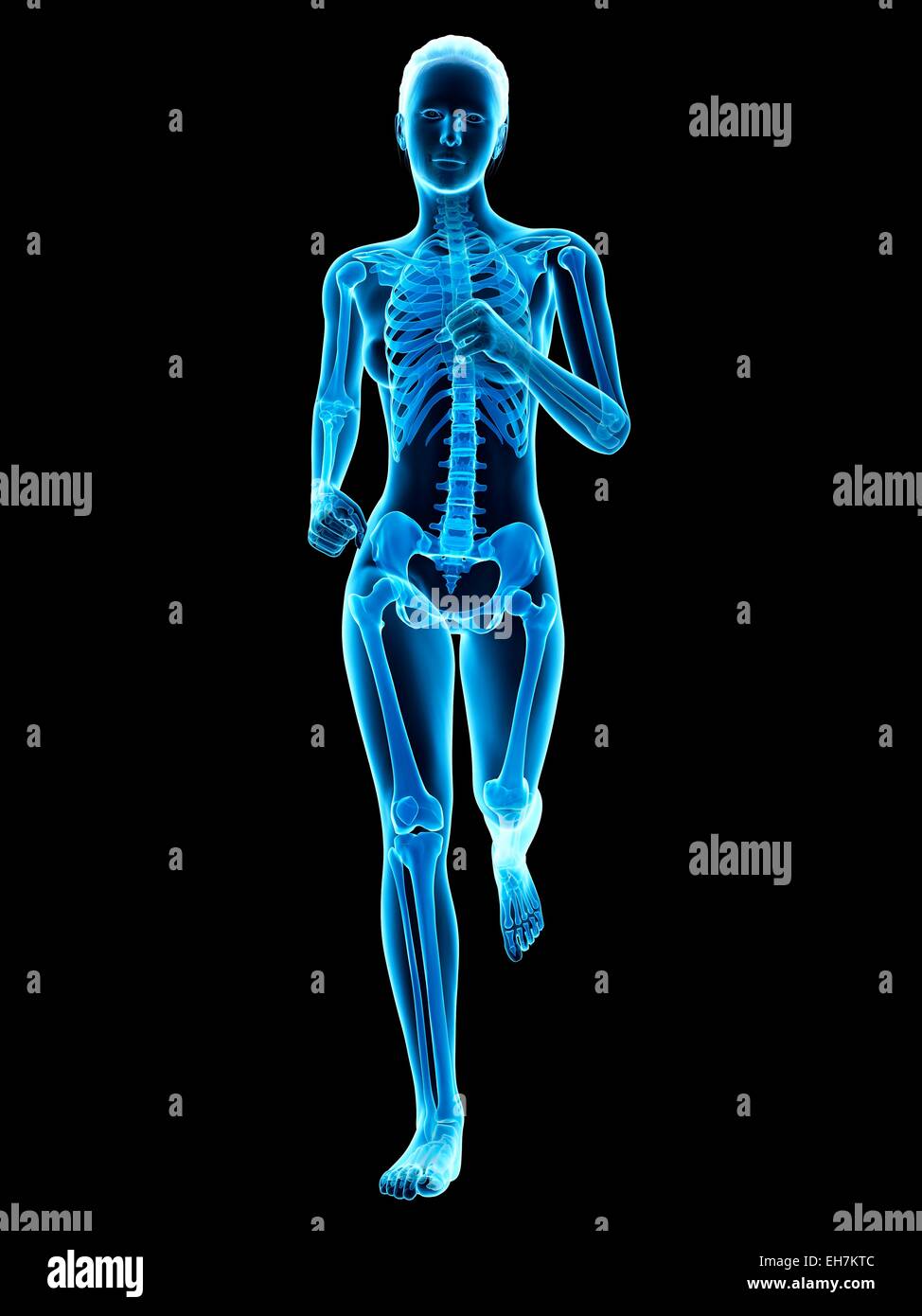 Skeletal system of a runner hi-res stock photography and images - Alamy