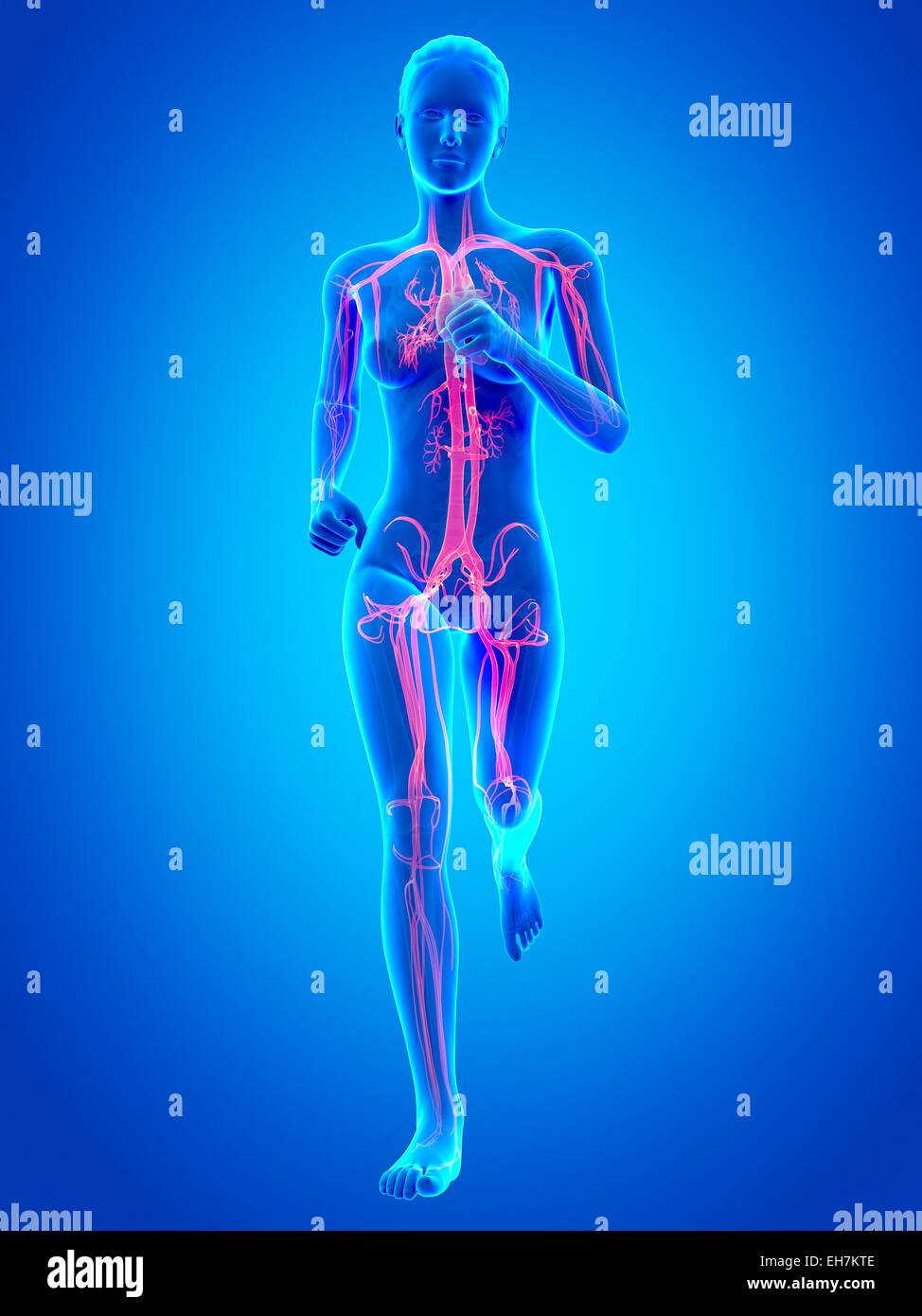 Vascular system of a runner, illustration Stock Photo - Alamy