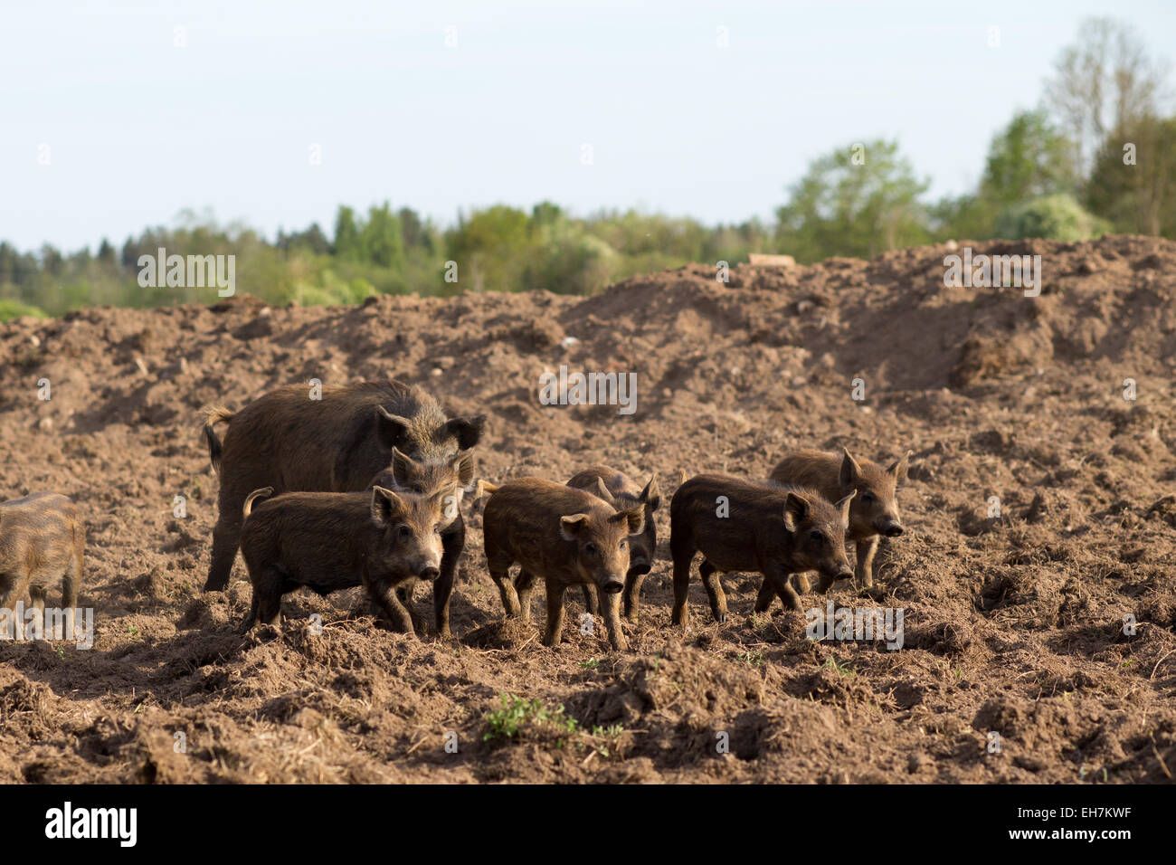 Wild boar family Stock Photo - Alamy