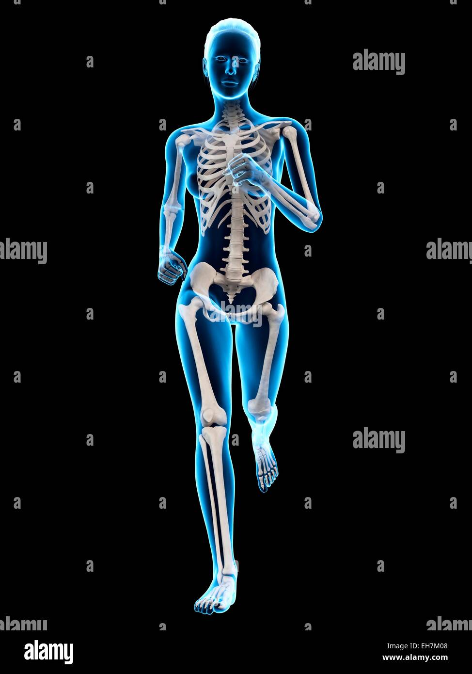 Skeletal system of a runner hi-res stock photography and images - Alamy