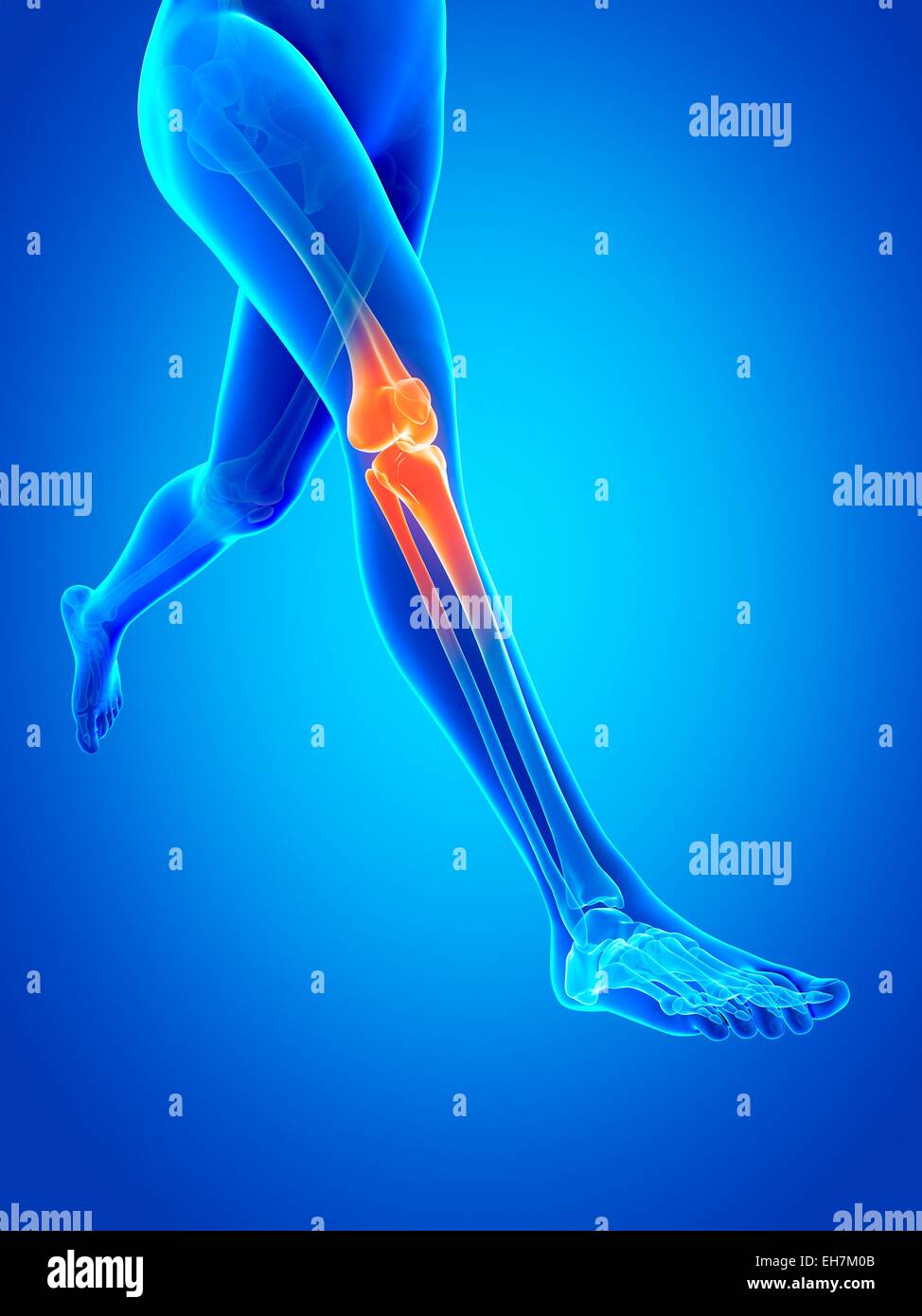 Human knee joint, illustration Stock Photo - Alamy