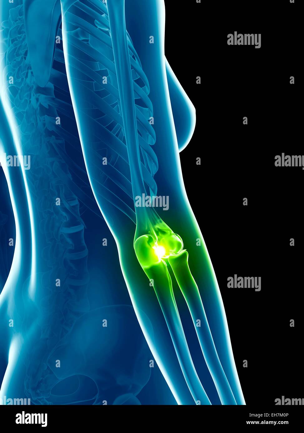 Human elbow joint, illustration Stock Photo - Alamy