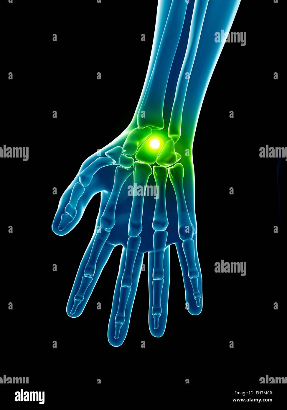 Human hand bones, illustration Stock Photo - Alamy