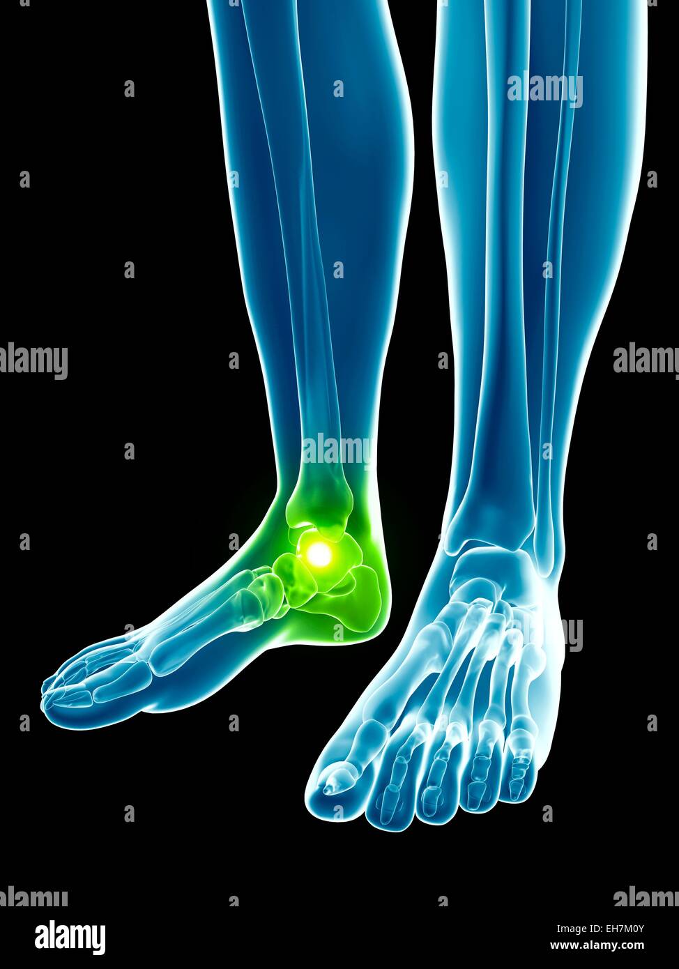 Human ankle joint, illustration Stock Photo - Alamy