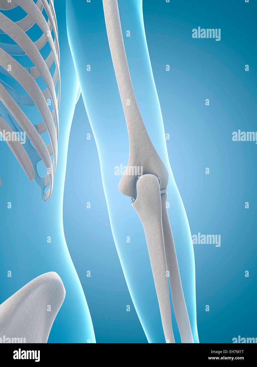 Human elbow joint, illustration Stock Photo - Alamy