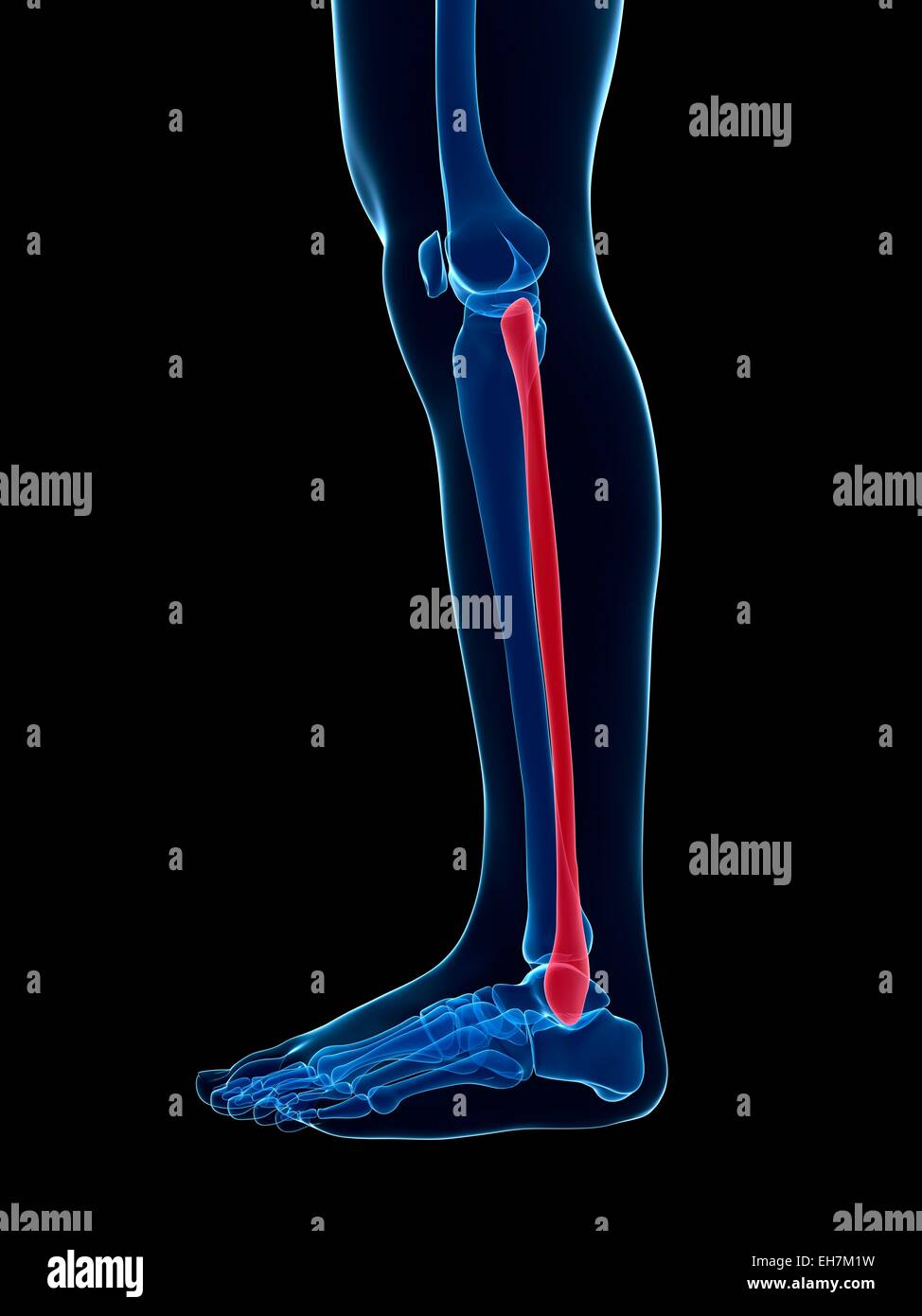 Human leg bone, illustration Stock Photo - Alamy