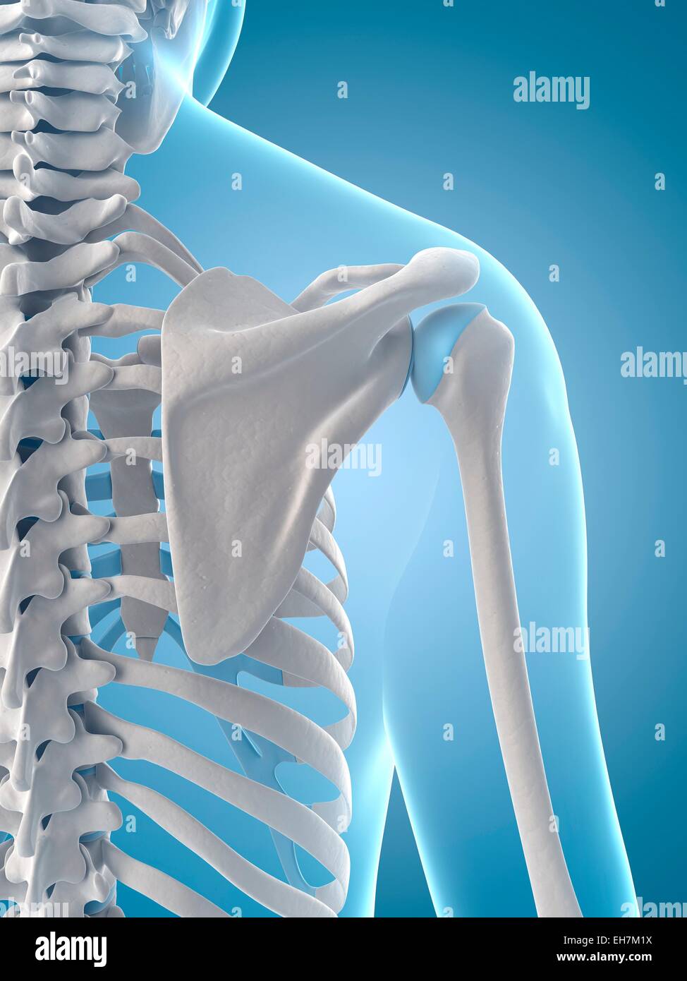 Human shoulder joint, illustration Stock Photo - Alamy