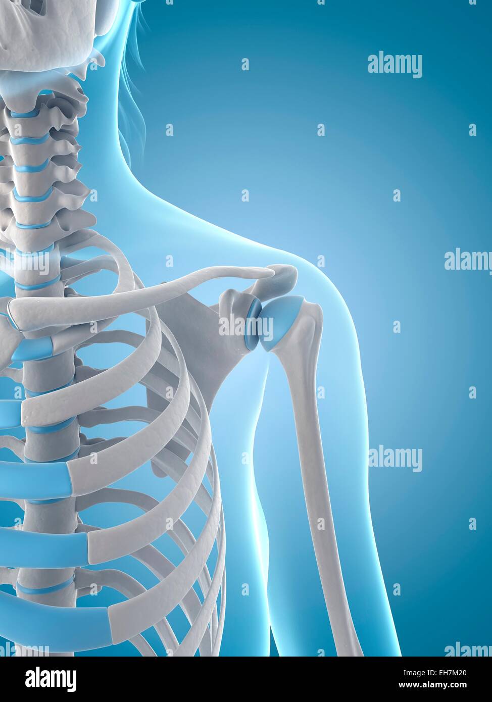 Human shoulder joint, illustration Stock Photo - Alamy