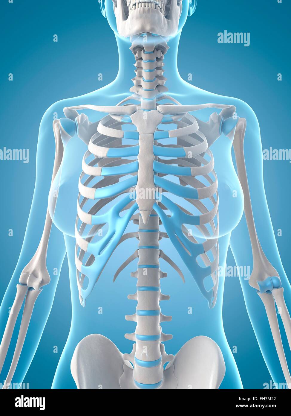Human ribcage, illustration Stock Photo - Alamy