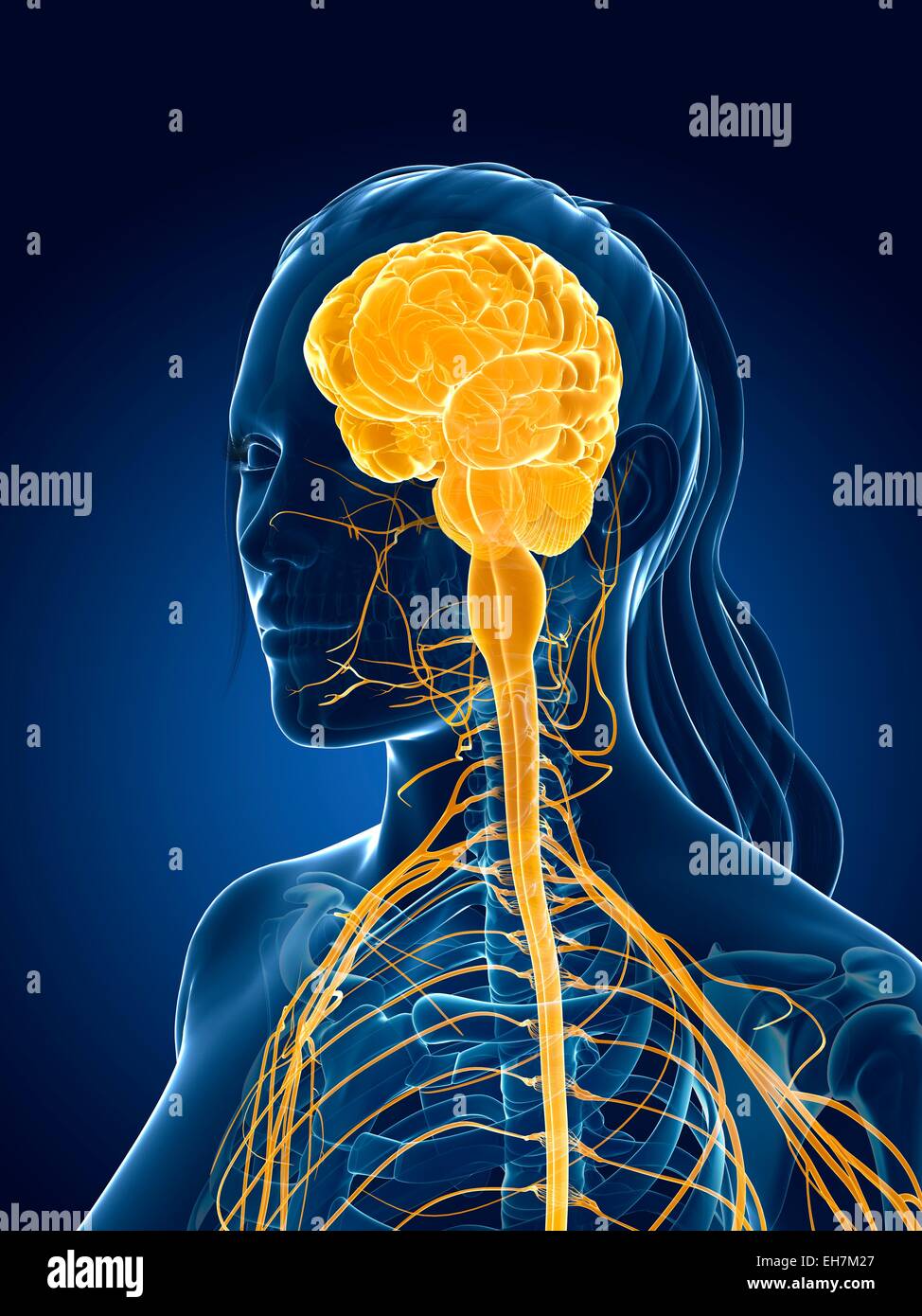 Human brain, illustration Stock Photo - Alamy