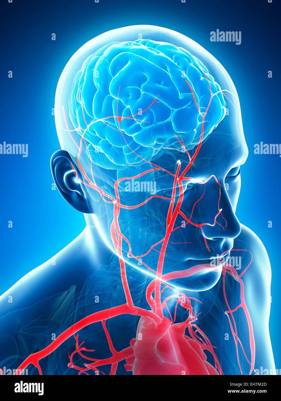 Human Blood Vessels Body High Resolution Stock Photography and Images ...