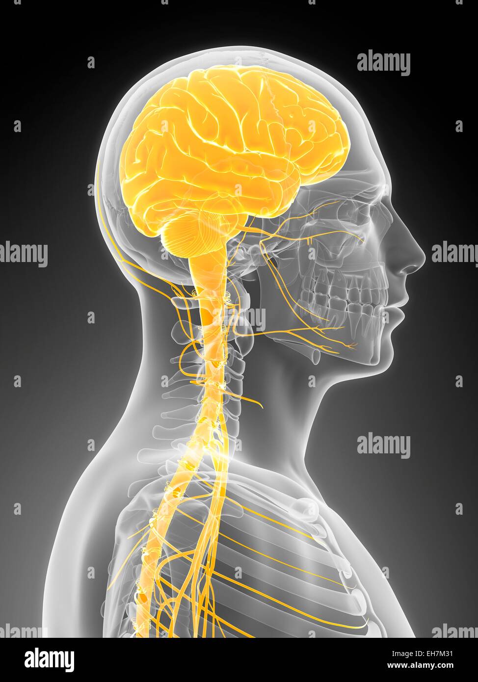 Human brain, illustration Stock Photo - Alamy Human brain, illustration Stock Photo - Alamy