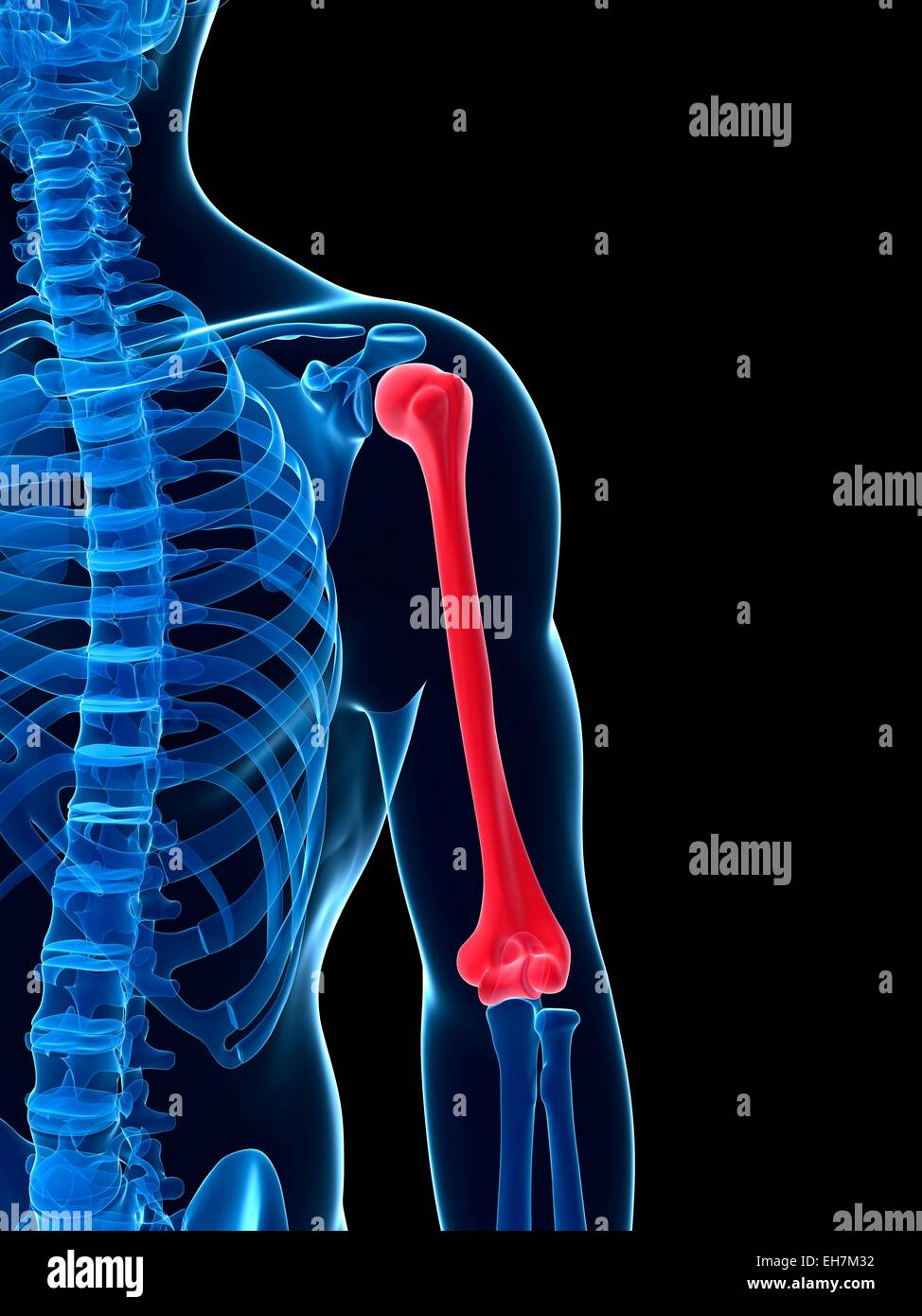 Human arm bone hi-res stock photography and images - Alamy