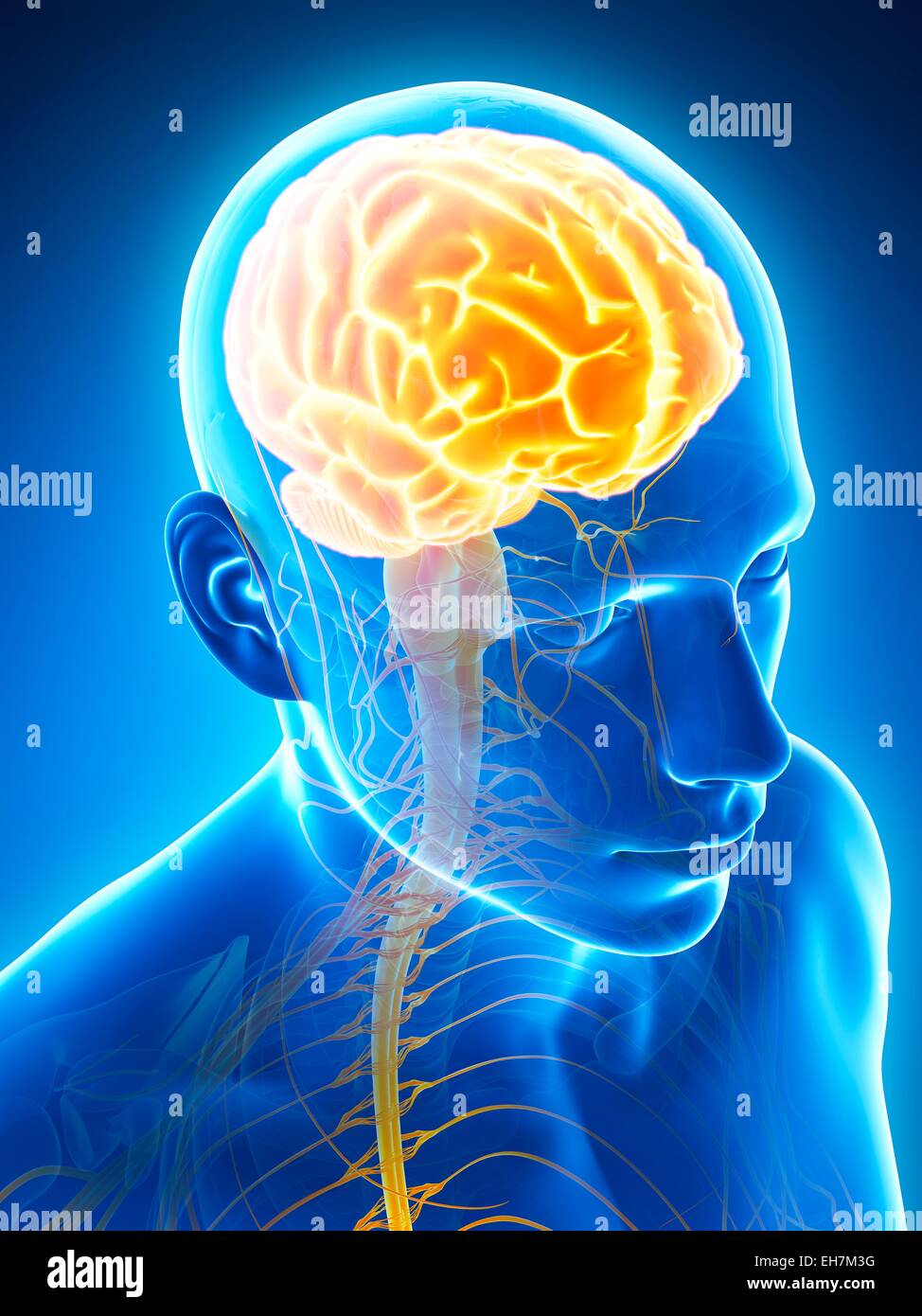 Human brain, illustration Stock Photo - Alamy