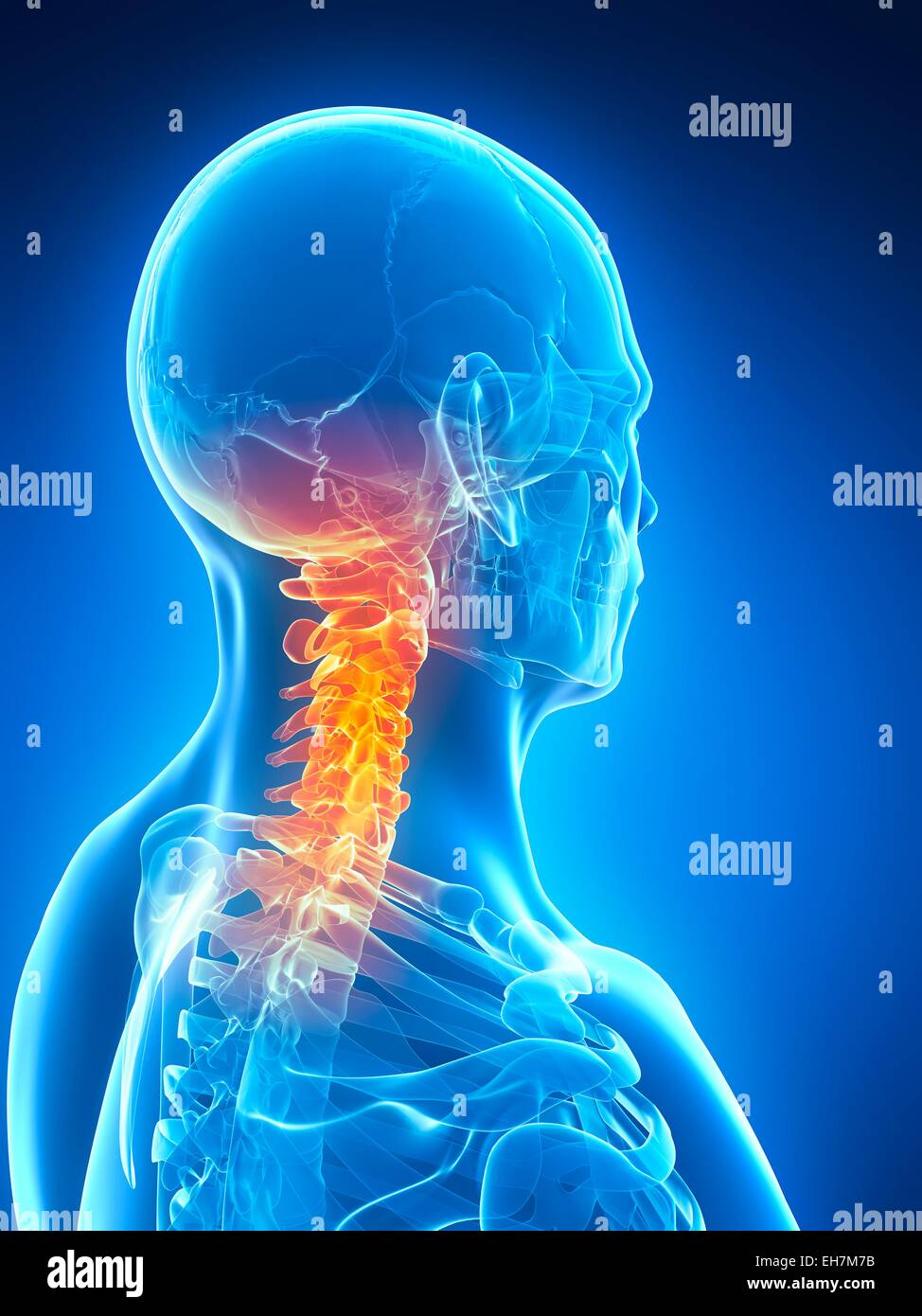 Human neck bones, illustration Stock Photo - Alamy