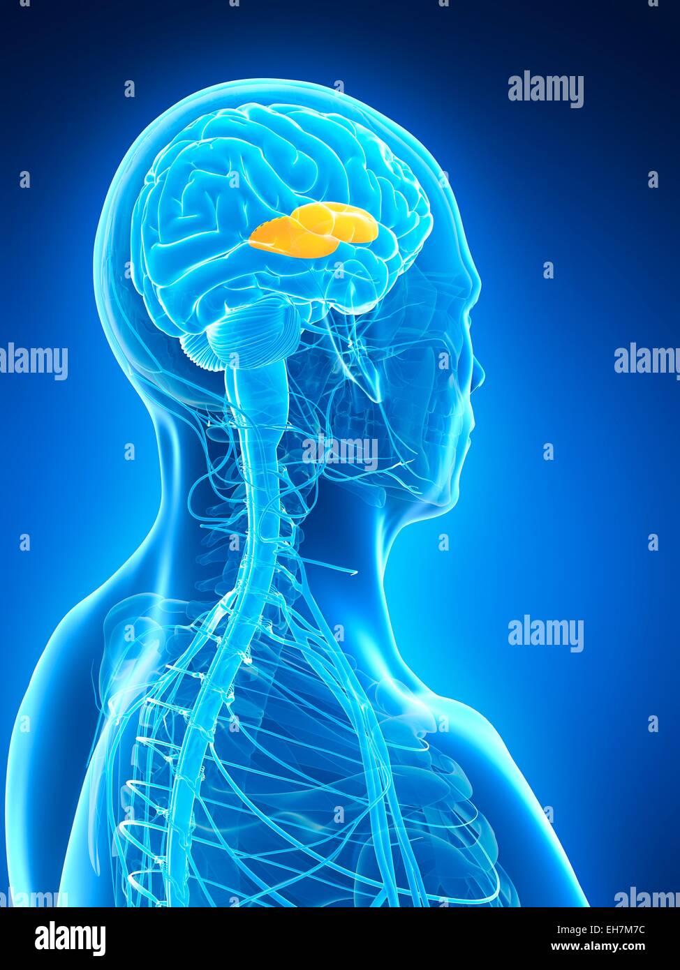 Human brain putamen hi-res stock photography and images - Alamy