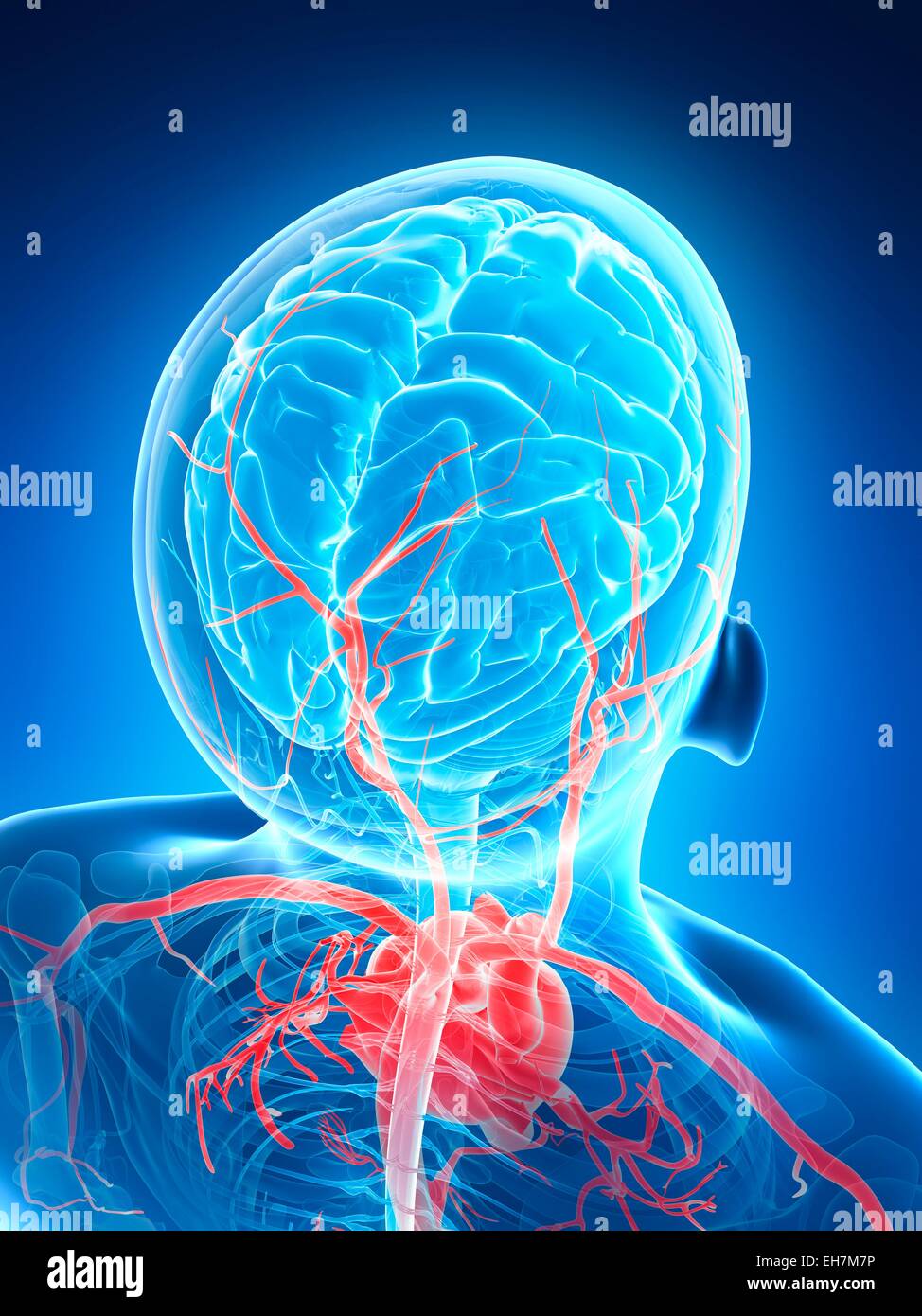 Blood vessels of the brain hi-res stock photography and images - Alamy