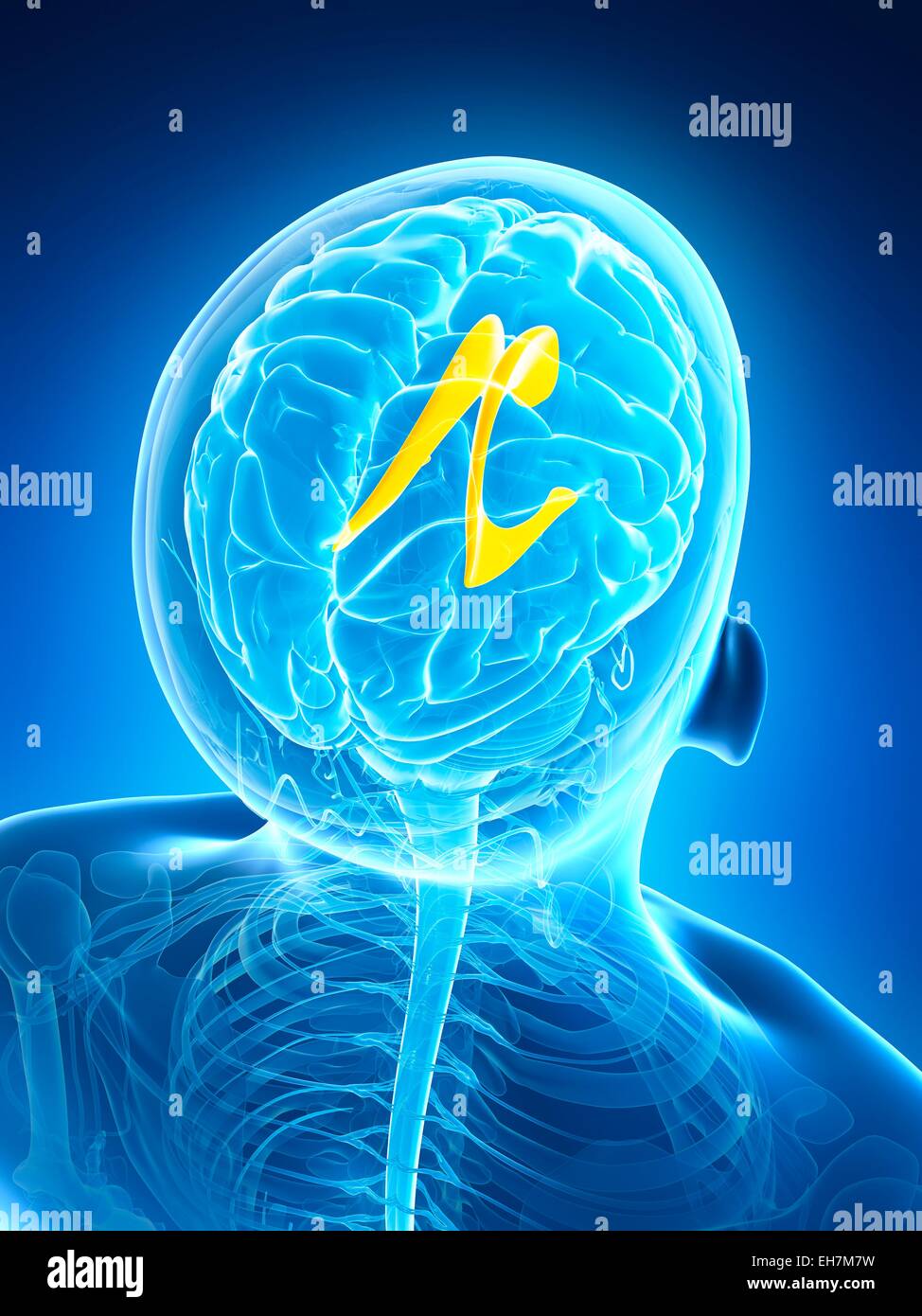 Human brain, illustration Stock Photo - Alamy
