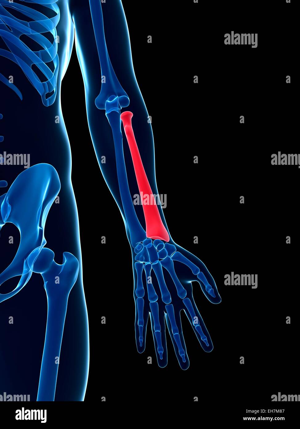 Human arm bone hi-res stock photography and images - Alamy