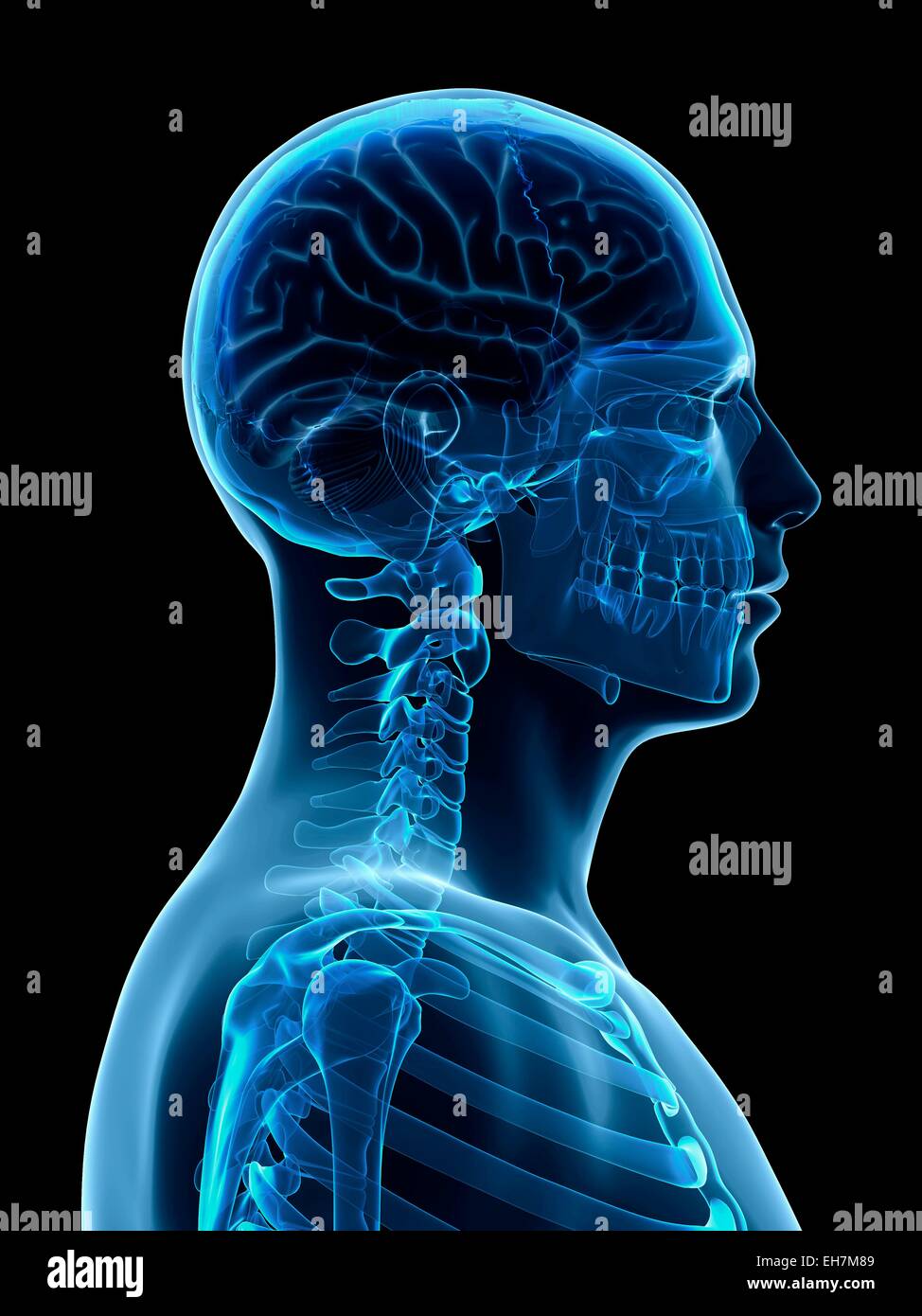 Human neck bones, illustration Stock Photo - Alamy