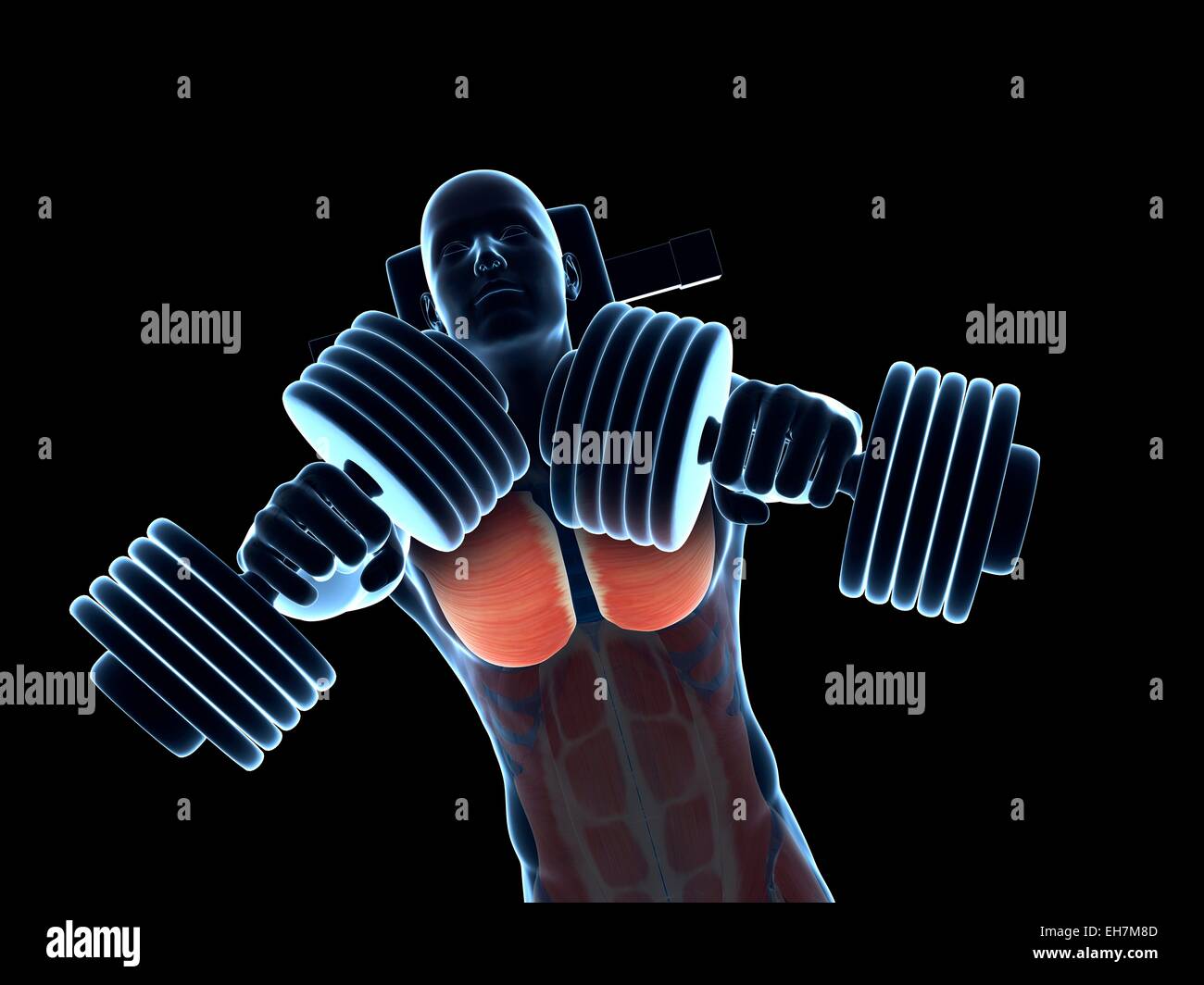 Chest muscles of a weightlifter Stock Photo - Alamy