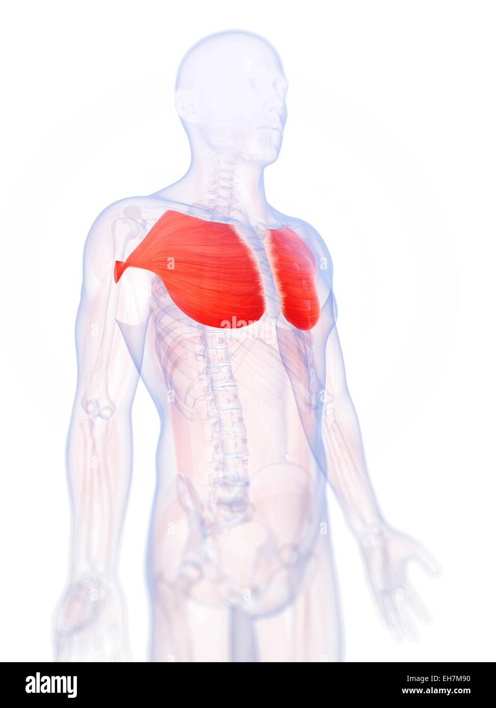 Human chest muscles, illustration Stock Photo - Alamy